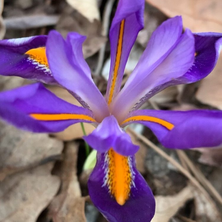 Dwarf Iris: A Delightful Wildflower of North Georgia's Lookout Mountain ...