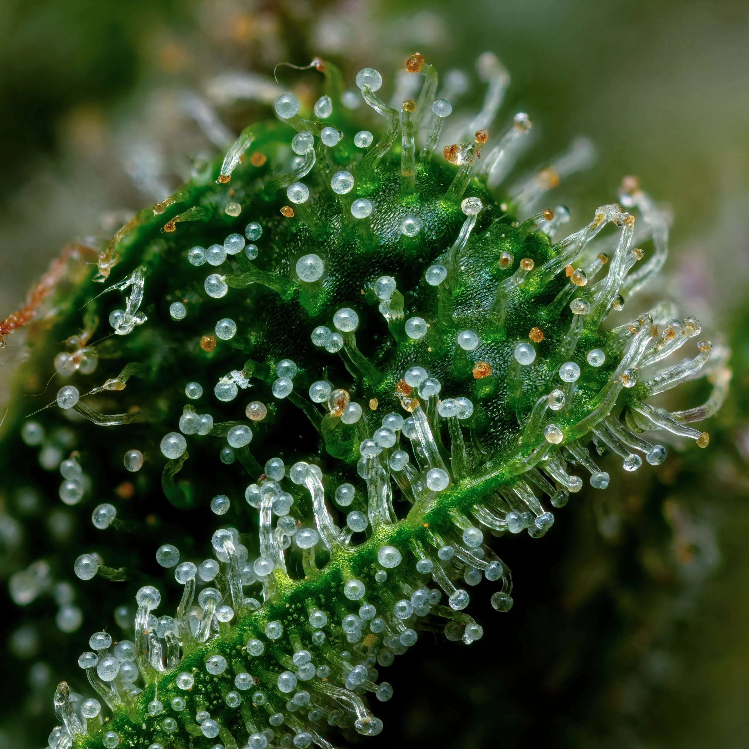 Pixie Dust — Esensia Gardens