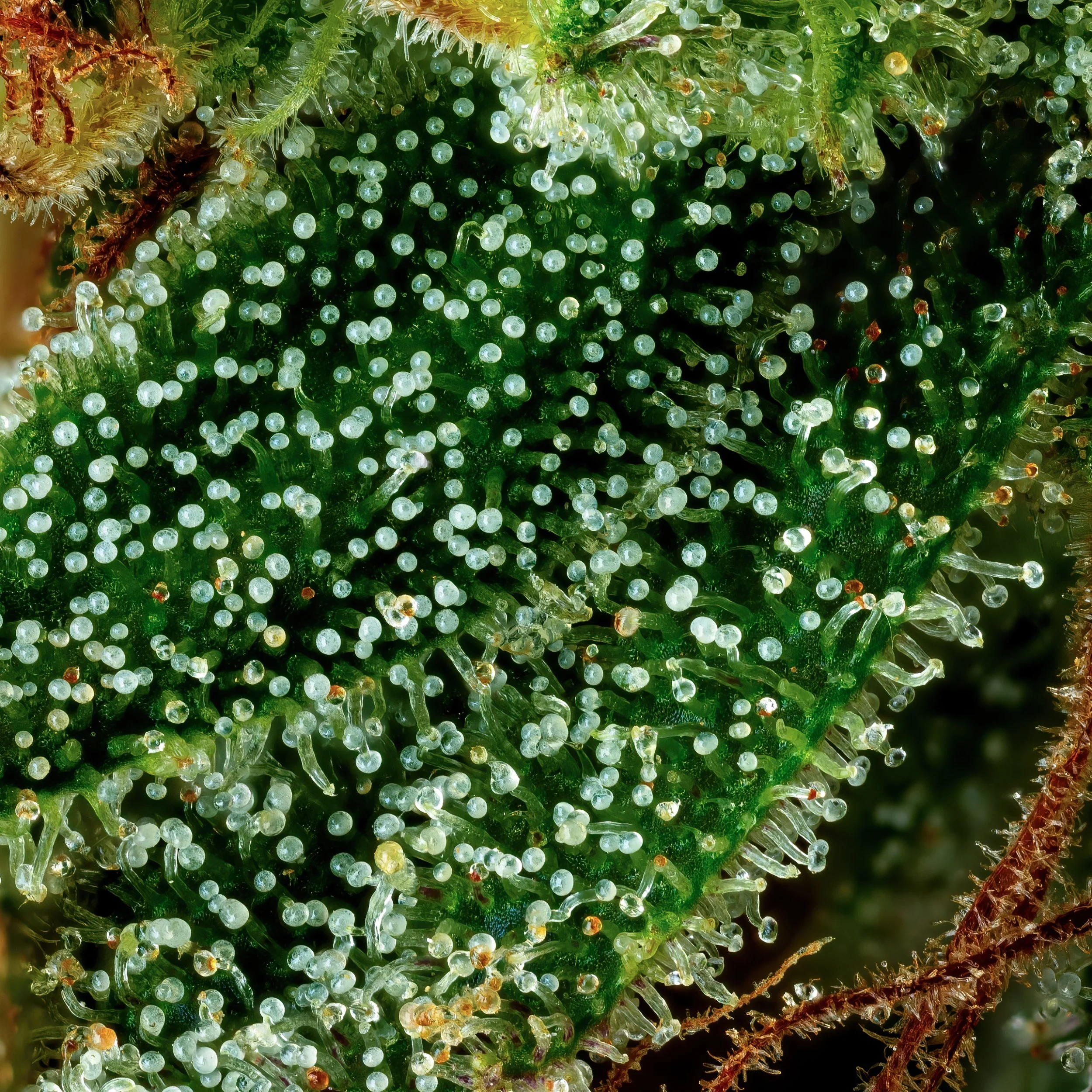 Magic Wand — Esensia Gardens