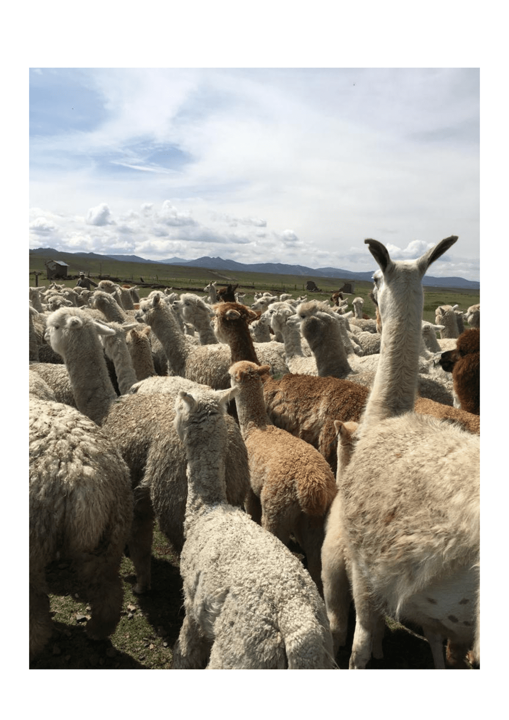 Soul luxury alpaca knitwear