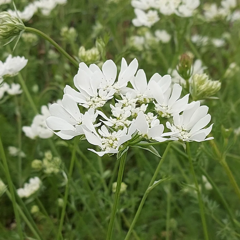 Orlaya — Saxon Gate Flowers