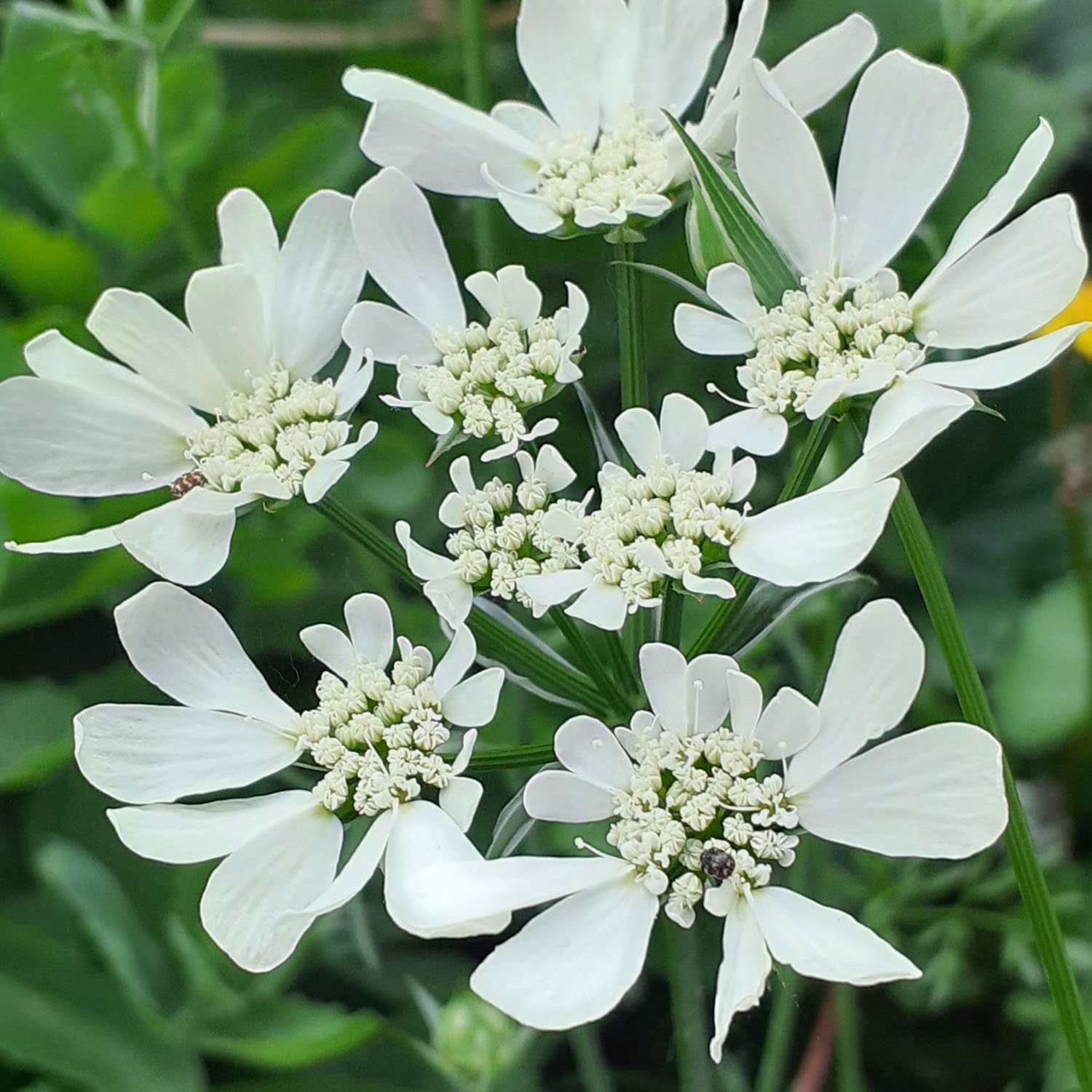 Orlaya — Saxon Gate Flowers