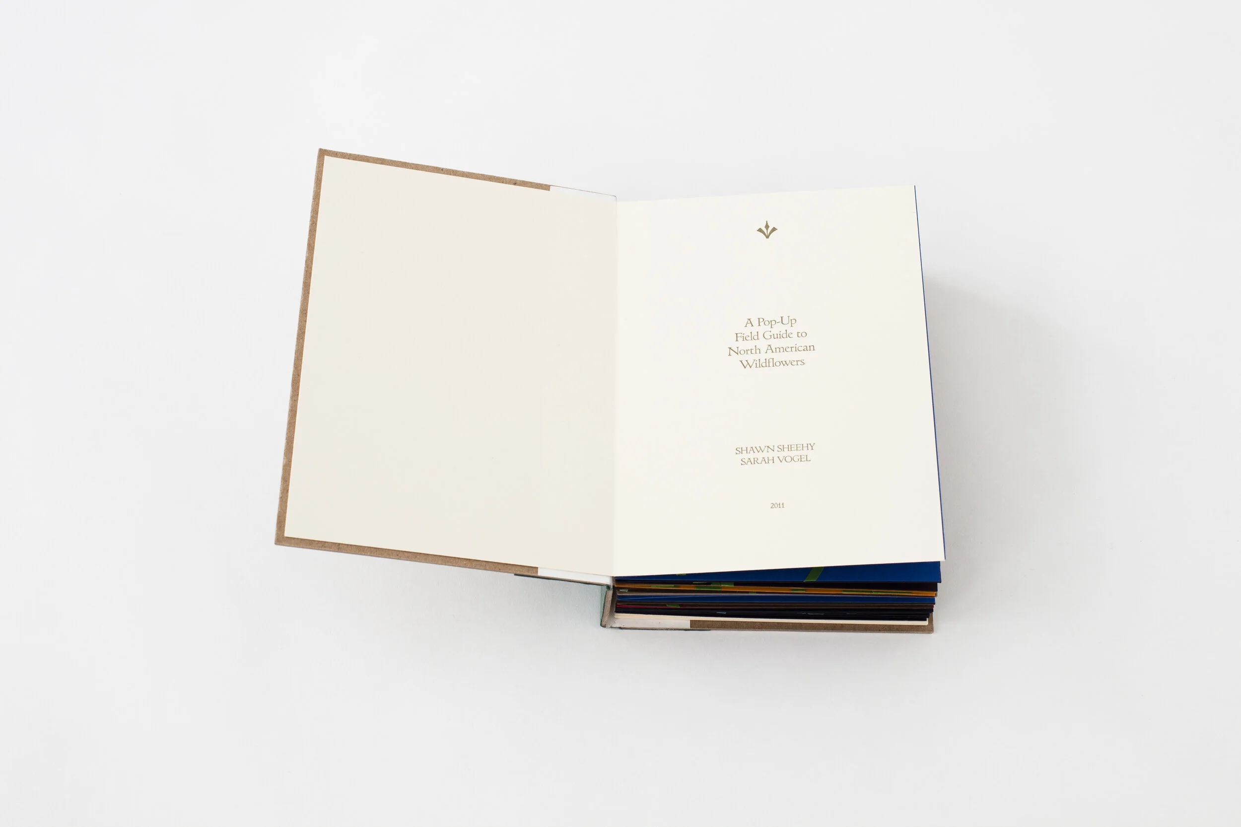 A Pop-Up Field Guide to North American Wildflowers — Shawn Sheehy ...