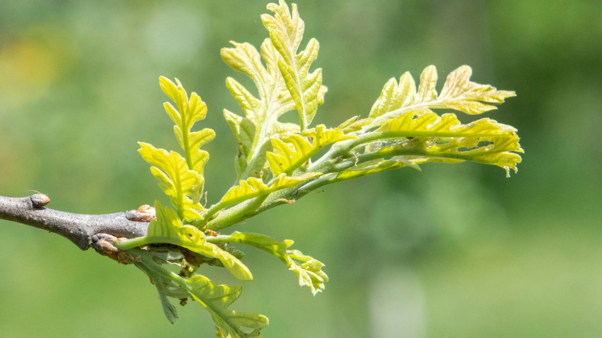 Shade Trees — Boro Hill Nursery
