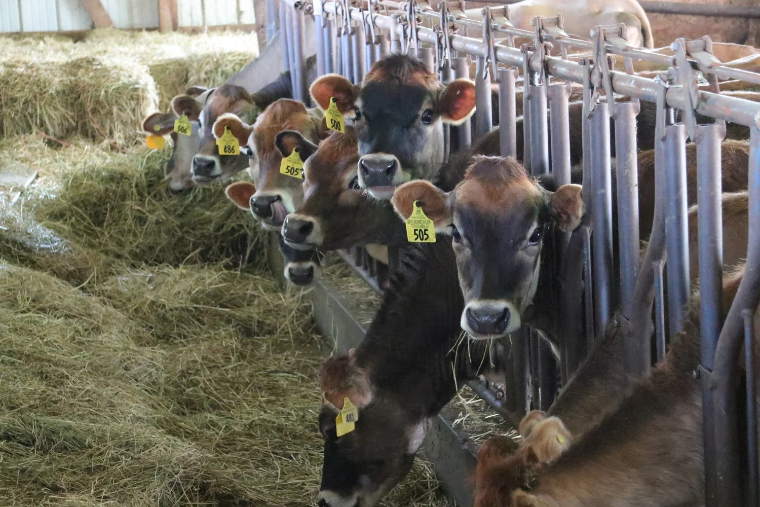About Us — Little Brown Cow Cheese LLC