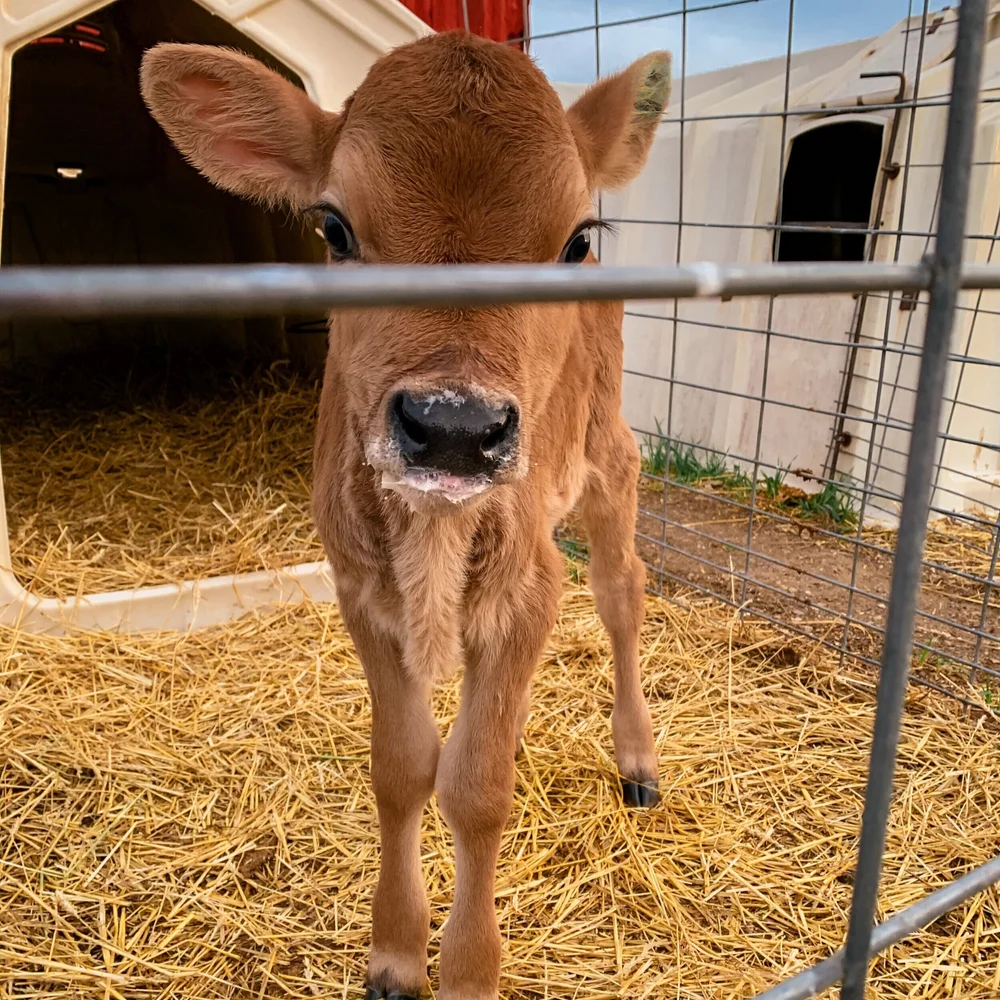 Little Brown Cow Cheese LLC