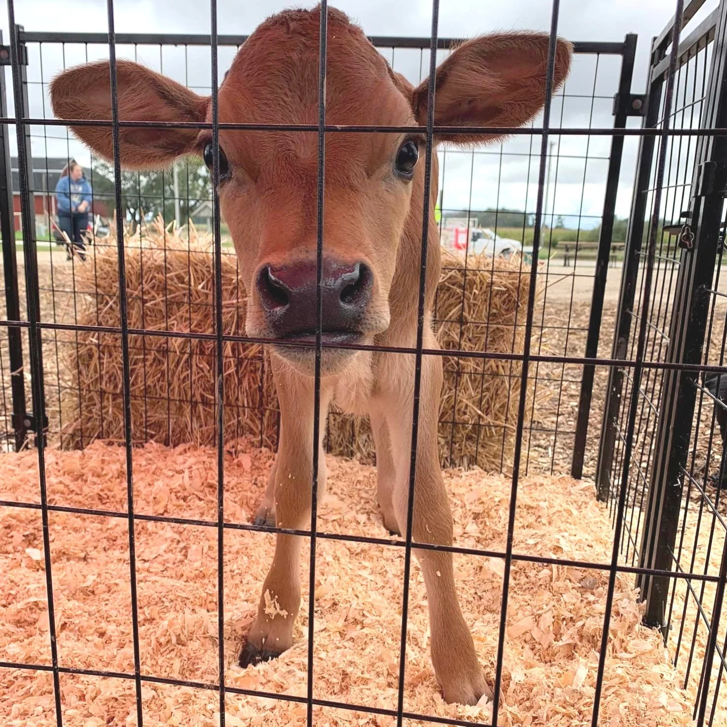 Little Brown Cow Cheese LLC
