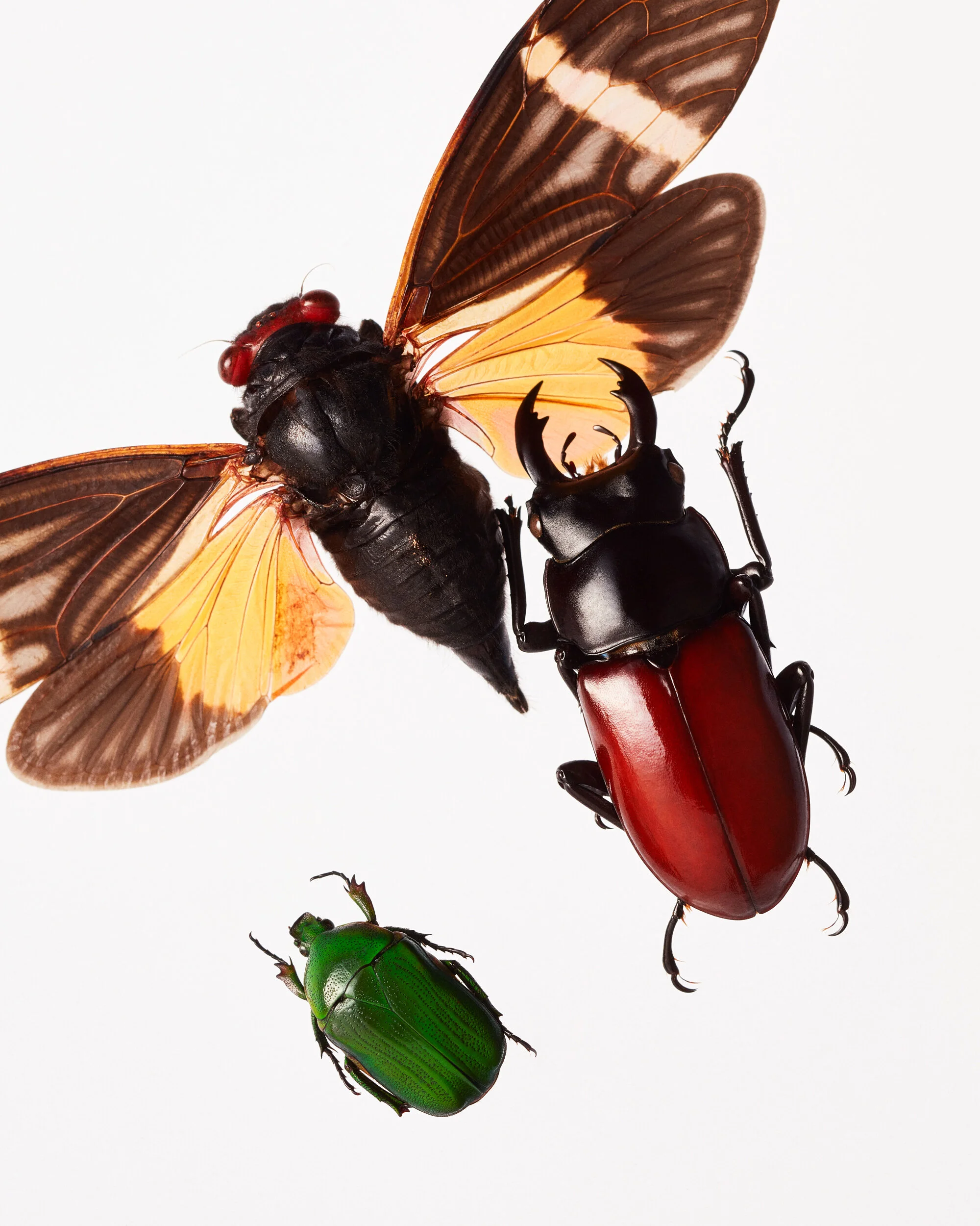 Still Life — Rikky Fernandes — Still Life Photographer & Director