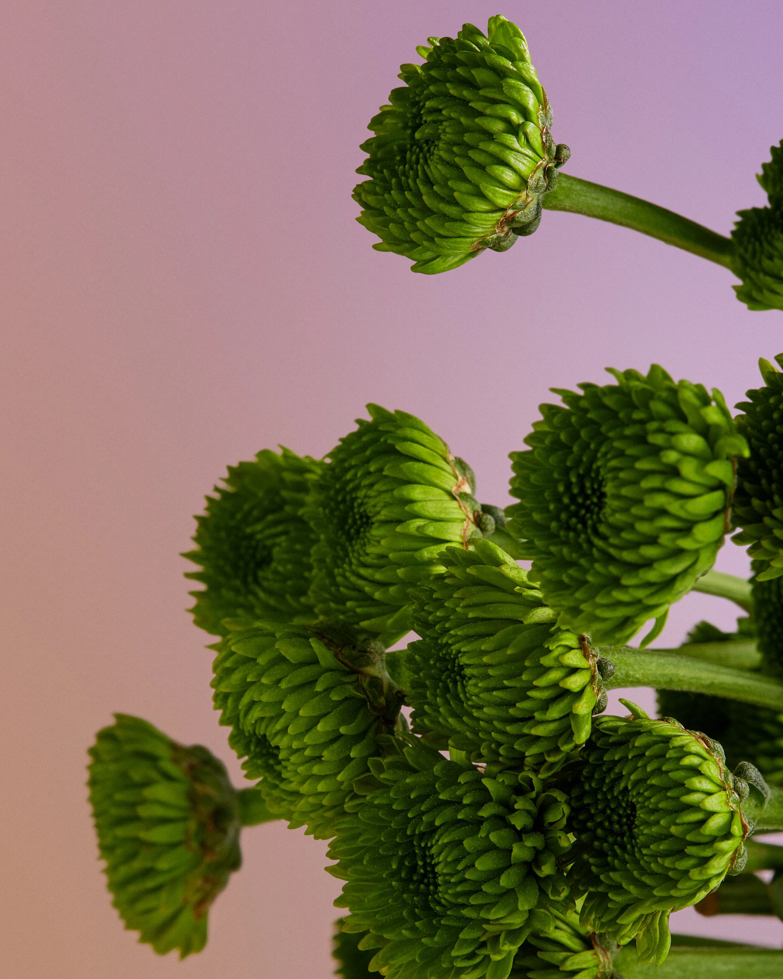 Still Life — Rikky Fernandes — Still Life Photographer & Director