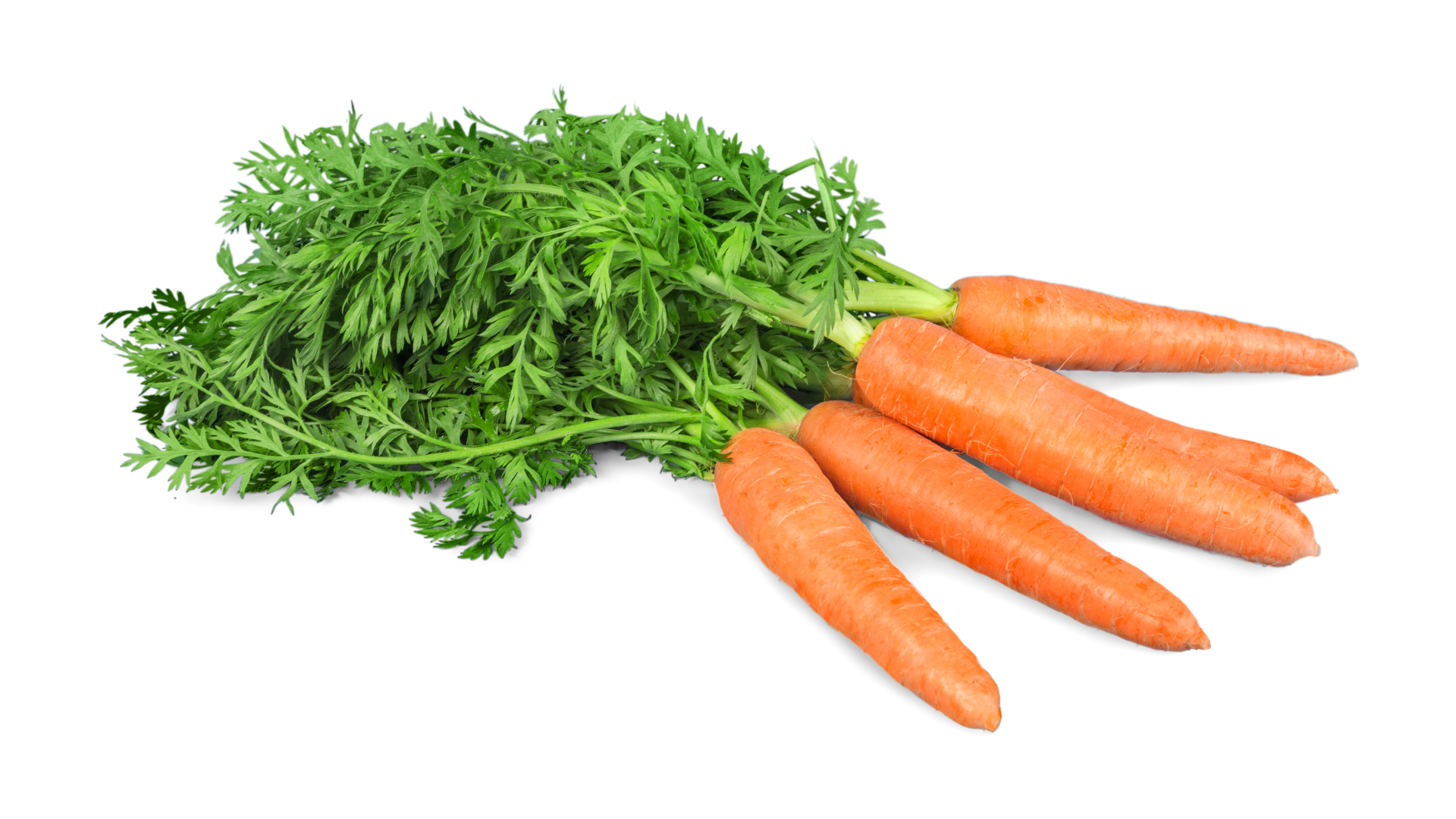 Může pes mrkev? — barfuj.cz