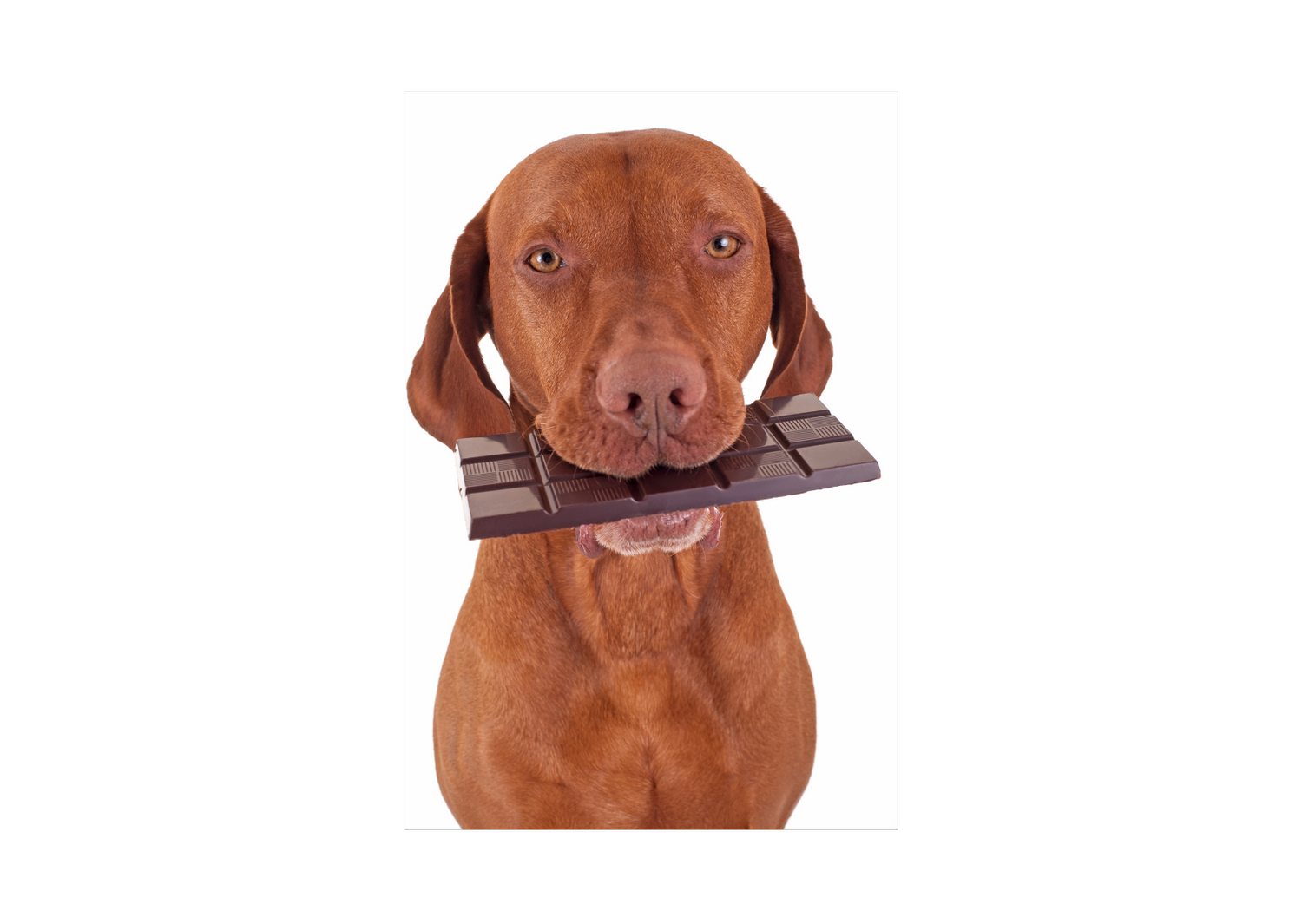 Co když pes snědl čokoládu? — barfuj.cz