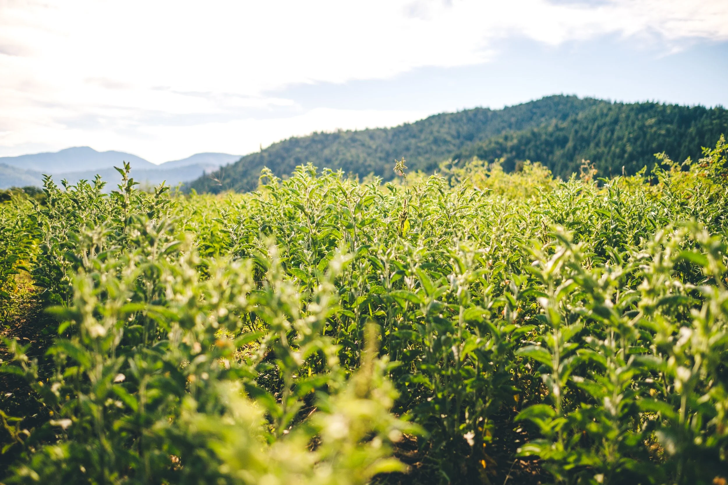 About Banyan Farm — Banyan Farm