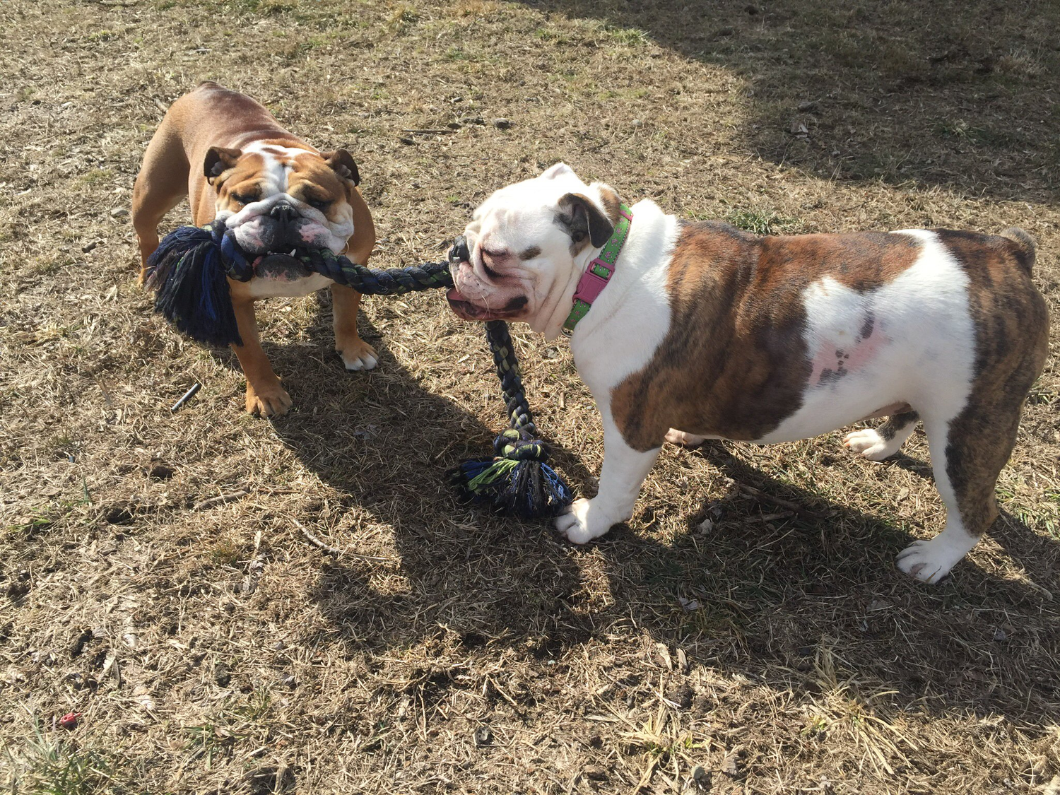 South Boston Dog Walker | Happy Paws Pet Care | Professional Dog ...