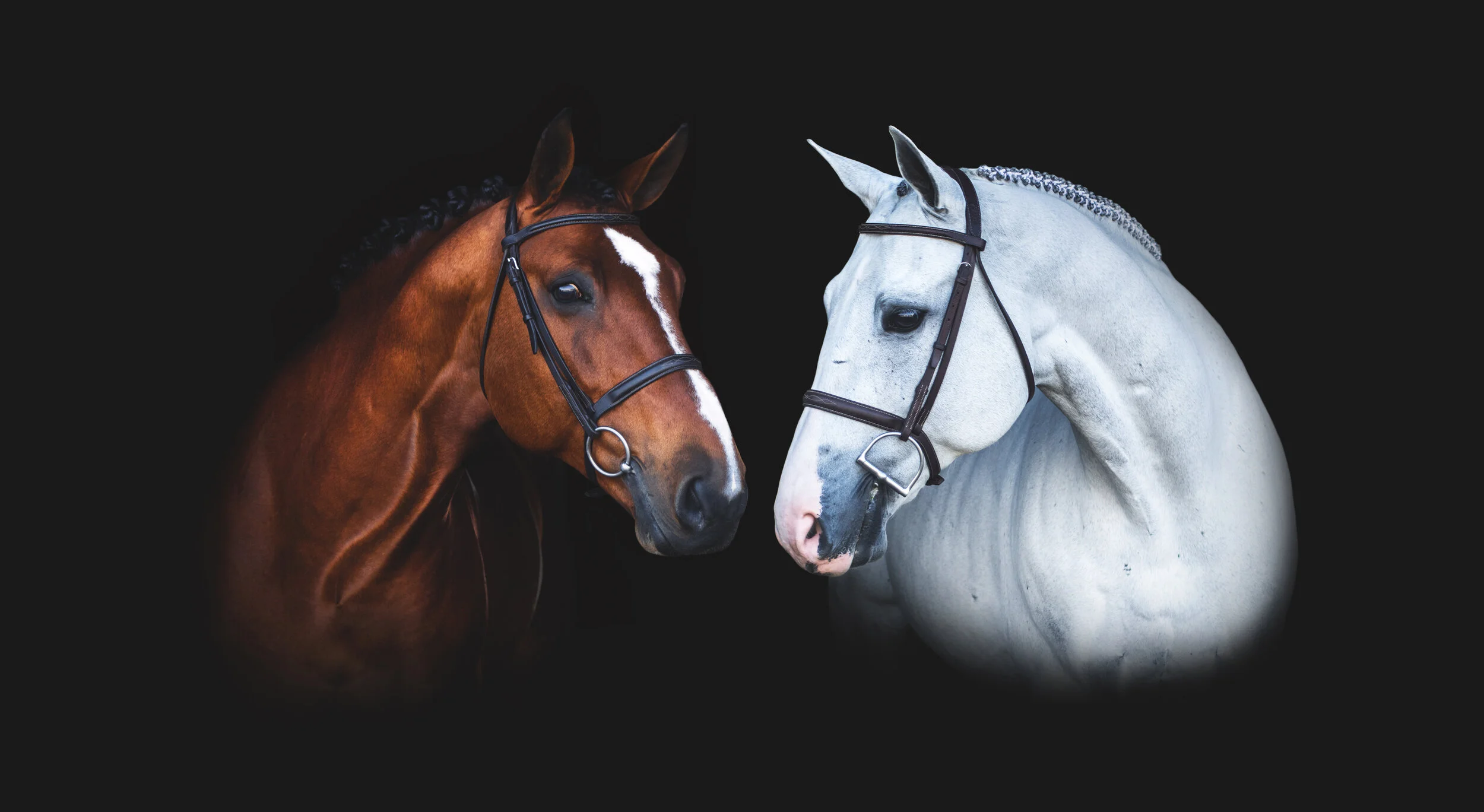 Our Story — The Modern Horse