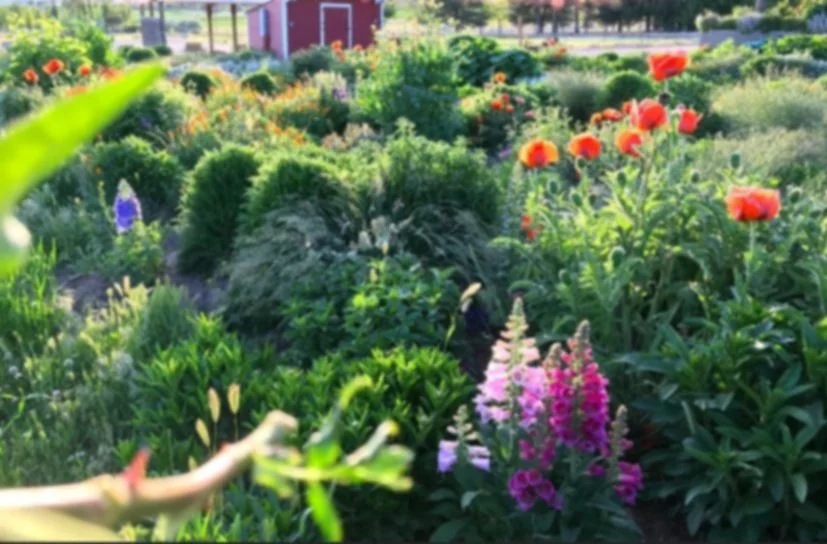 Community Garden — Peaceful Belly Farm