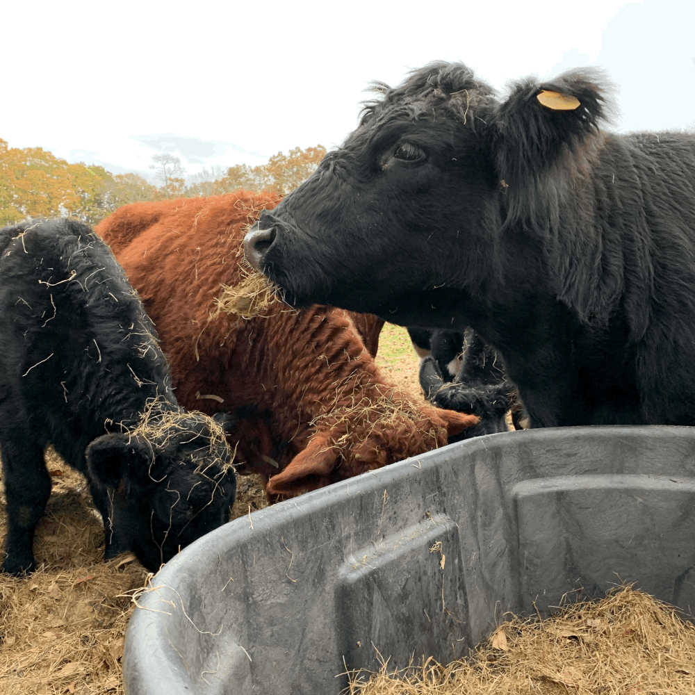 Borders Farm Preservation, Inc.