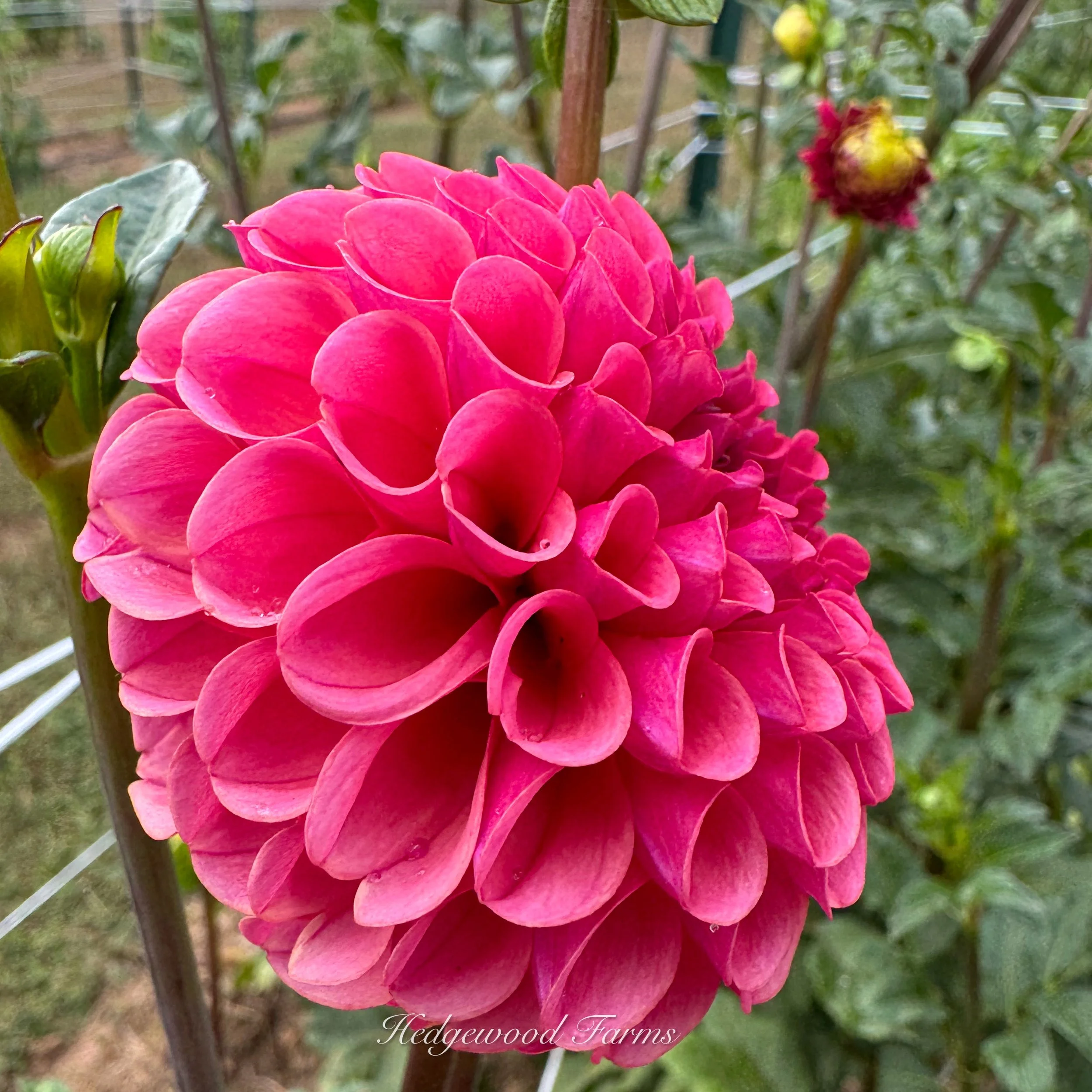 Ferncliff Rusty Dahlia Tuber — Hedgewood Farms