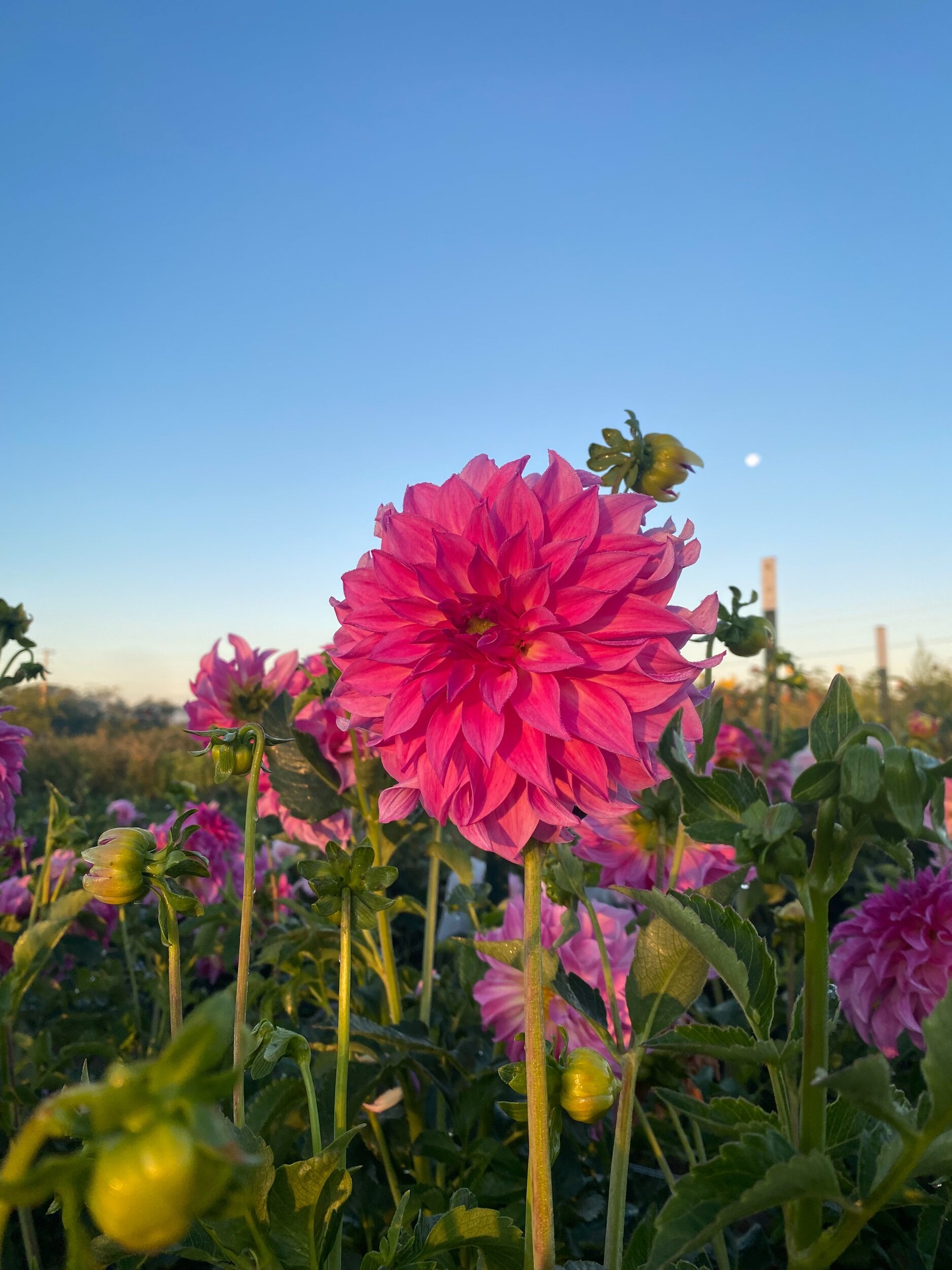 Scaur Swinton Dahlia Tuber — Hedgewood Farms