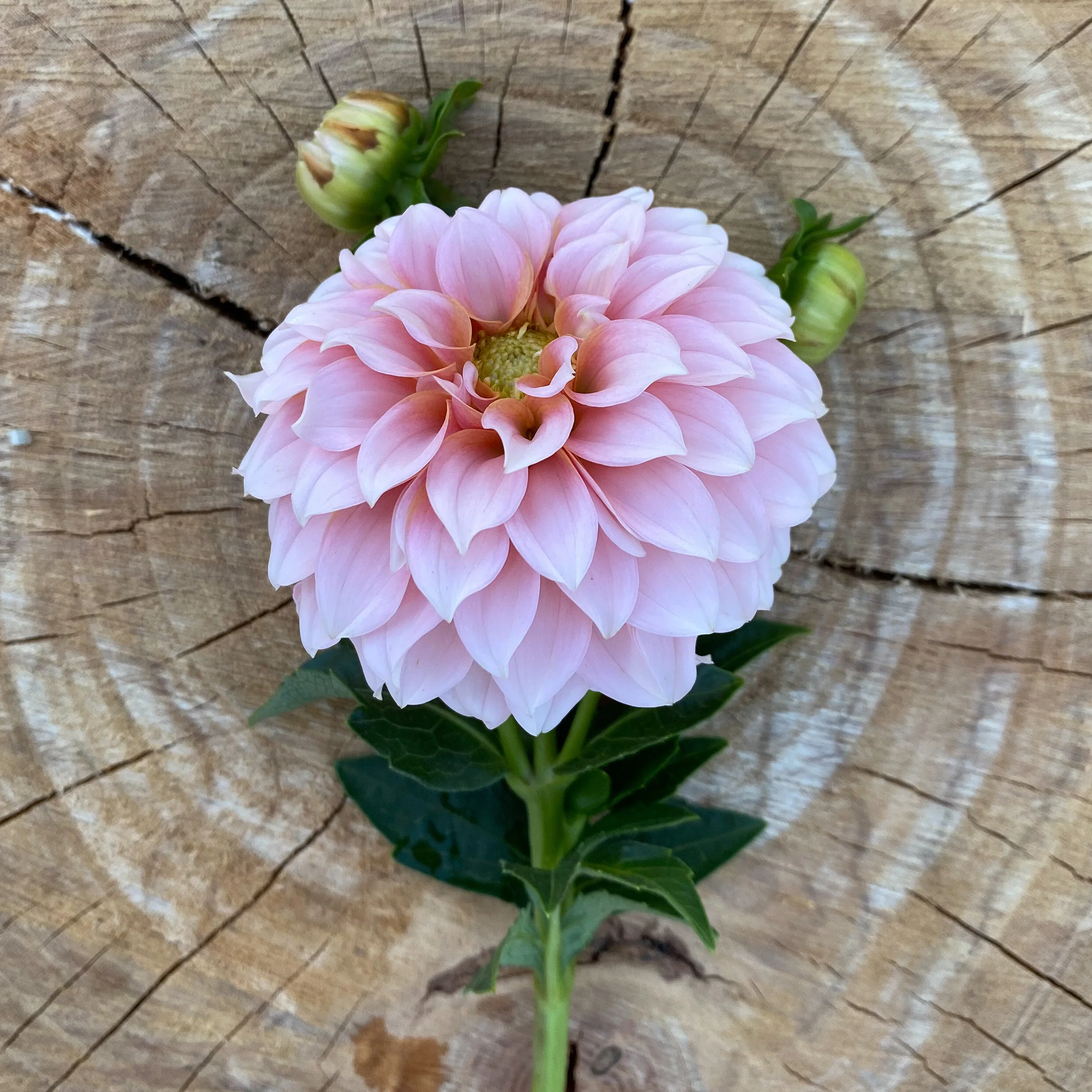 Irish Ruffles Dahlia Tuber — Hedgewood Farms