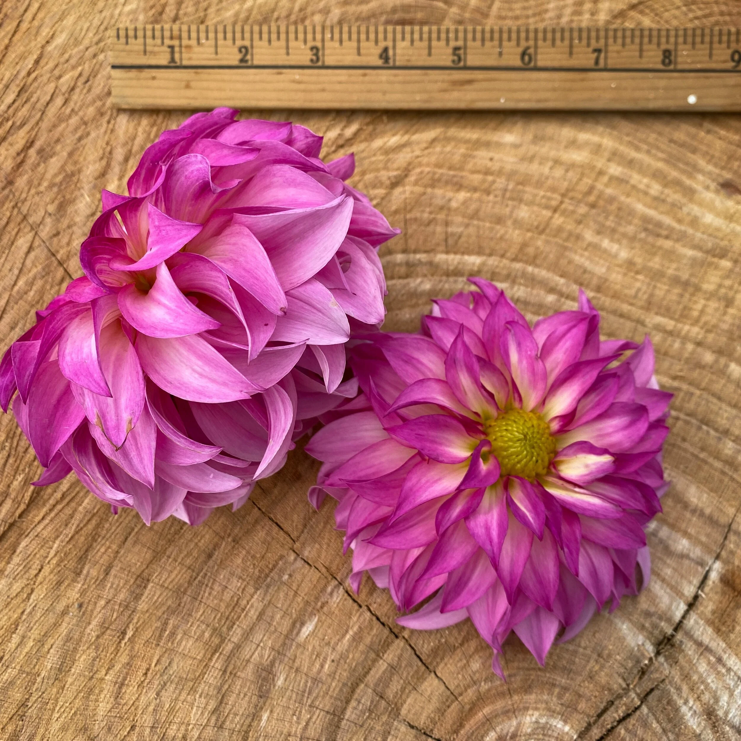 Scaur Swinton Dahlia Tuber — Hedgewood Farms