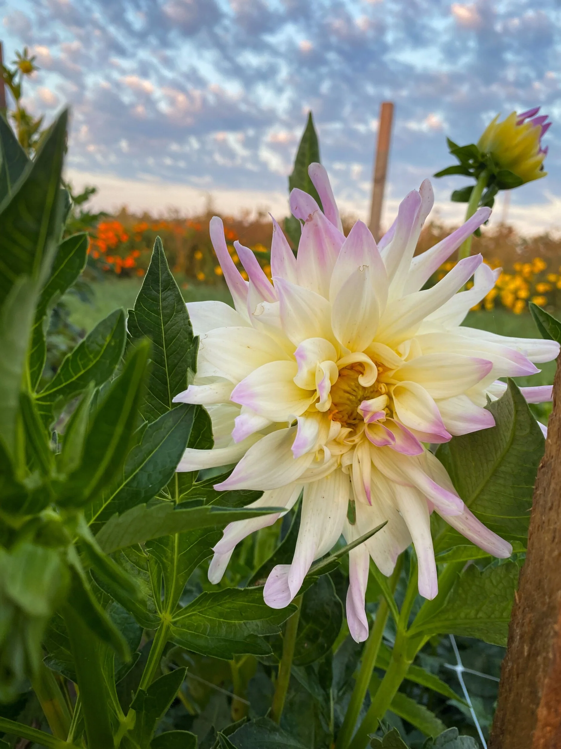 Irish Ruffles Dahlia Tuber — Hedgewood Farms