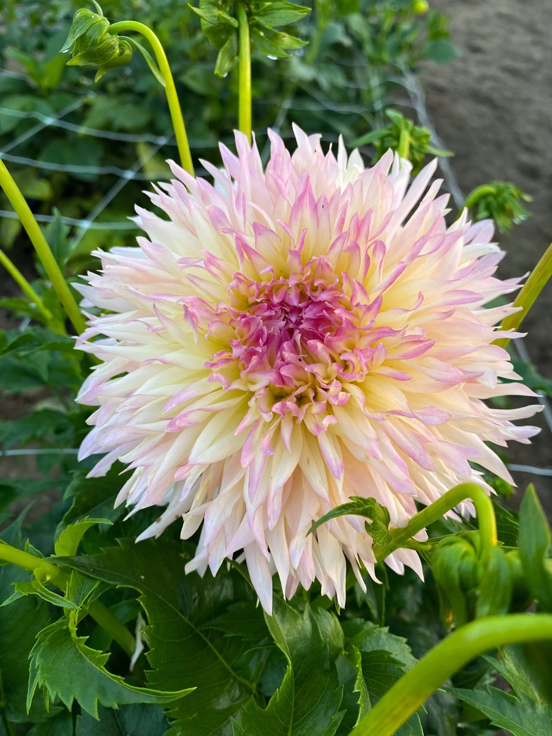 Papa’s Benji Dahlia Tuber — Hedgewood Farms