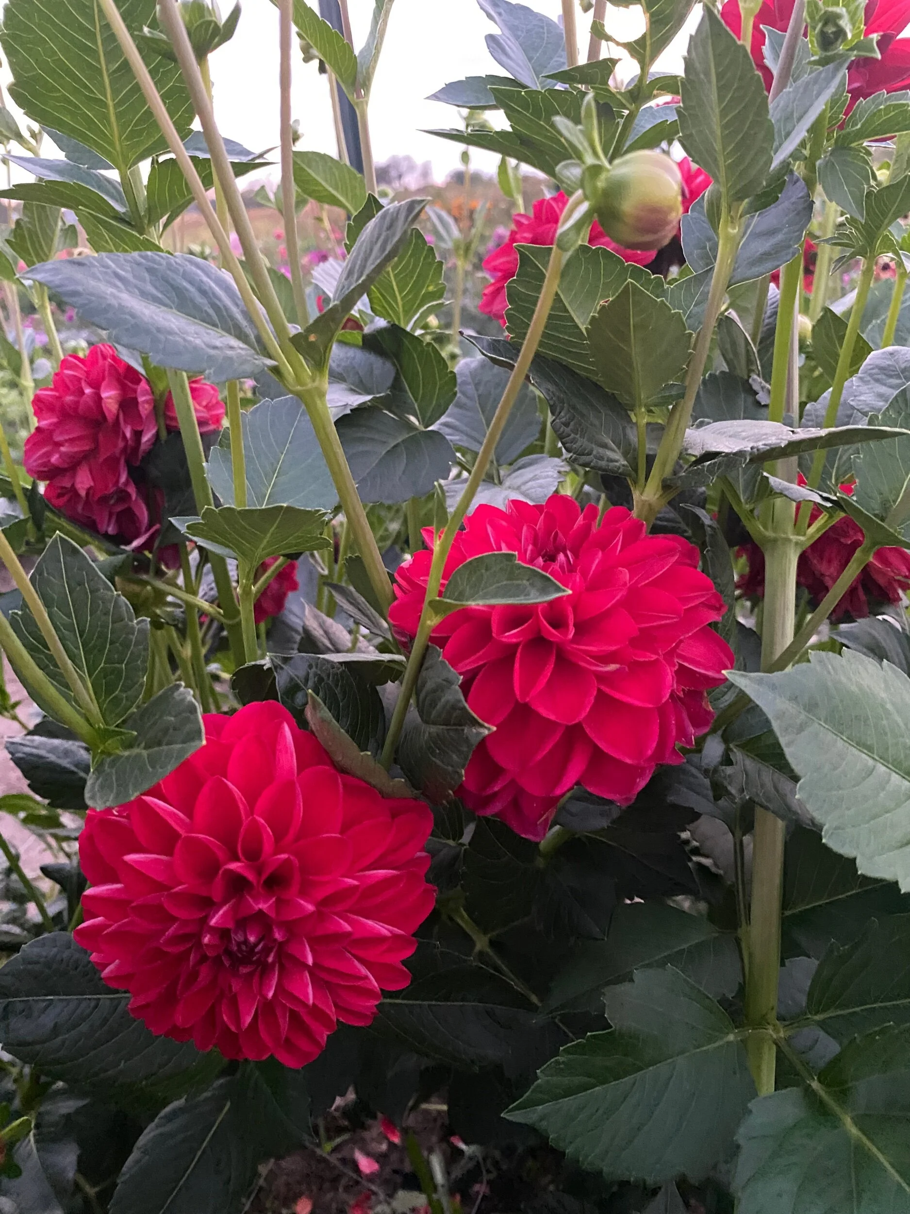 Bacardi Dahlia Tuber — Hedgewood Farms