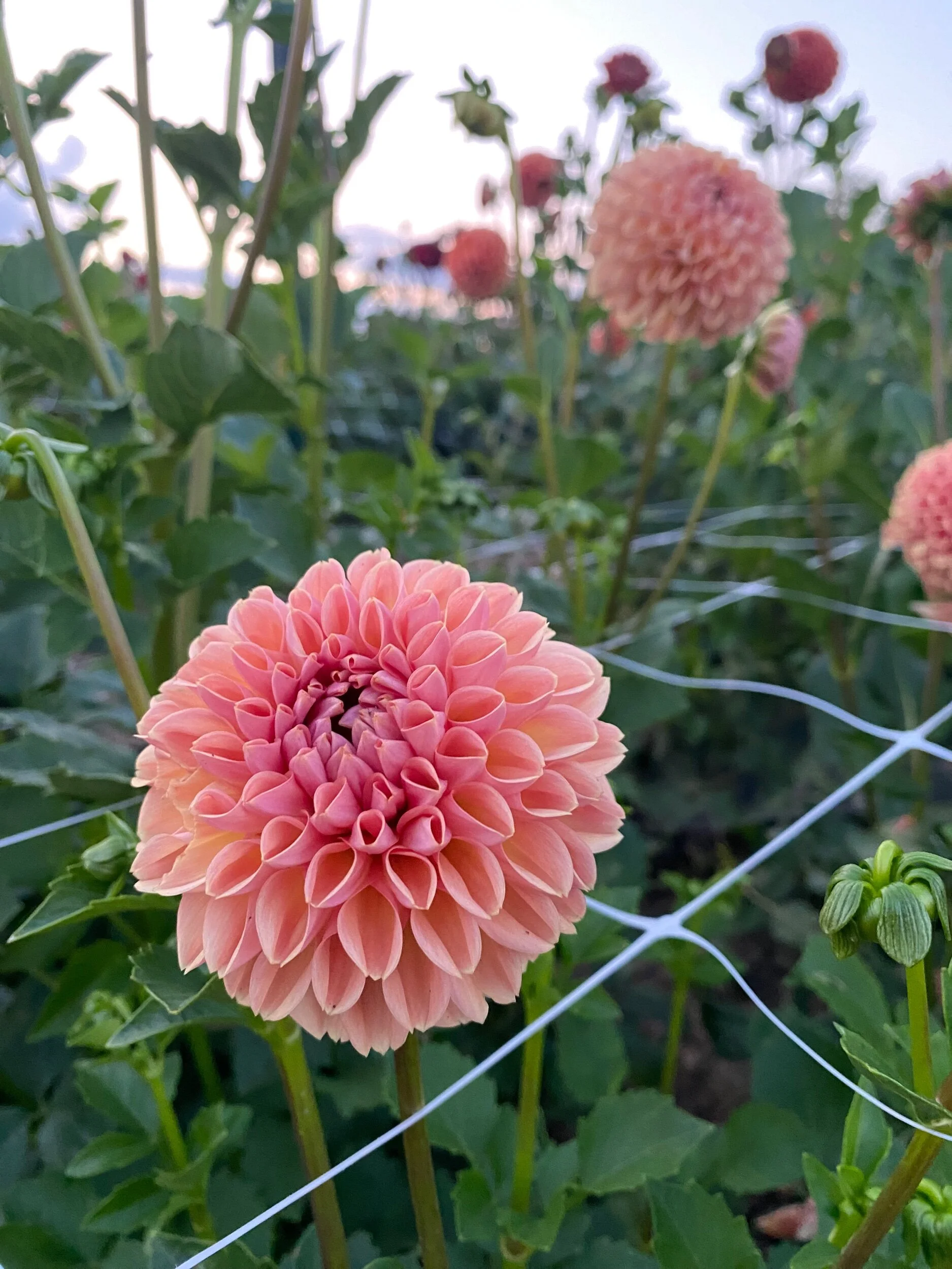 Jabberbox Dahlia Tuber — Hedgewood Farms
