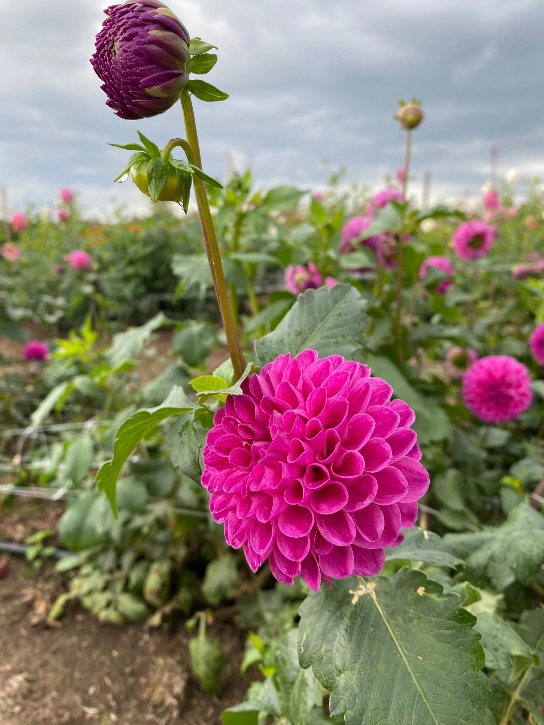 Clearview Peachy Dahlia Tuber — Hedgewood Farms