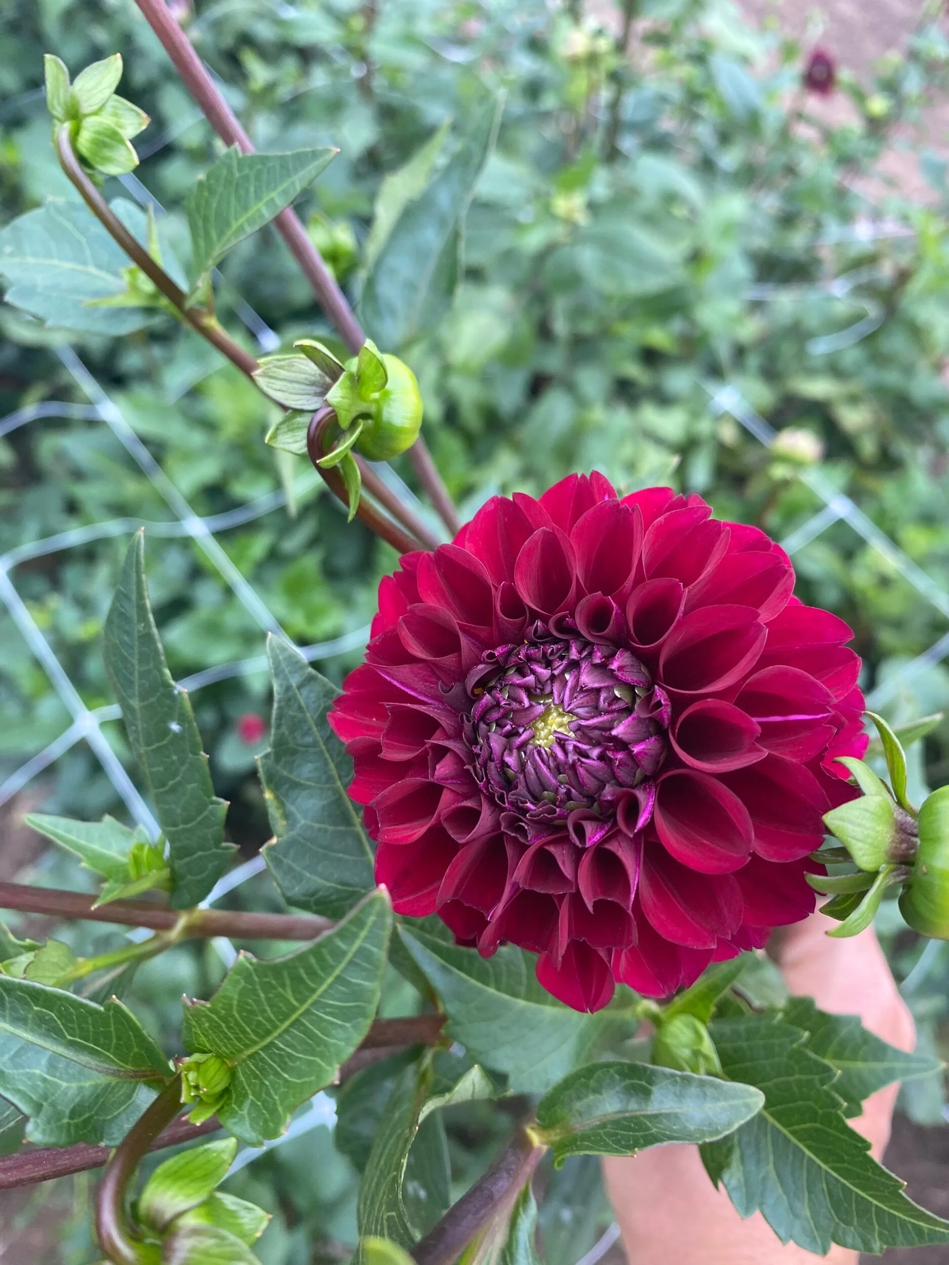 Scaur Swinton Dahlia Tuber — Hedgewood Farms