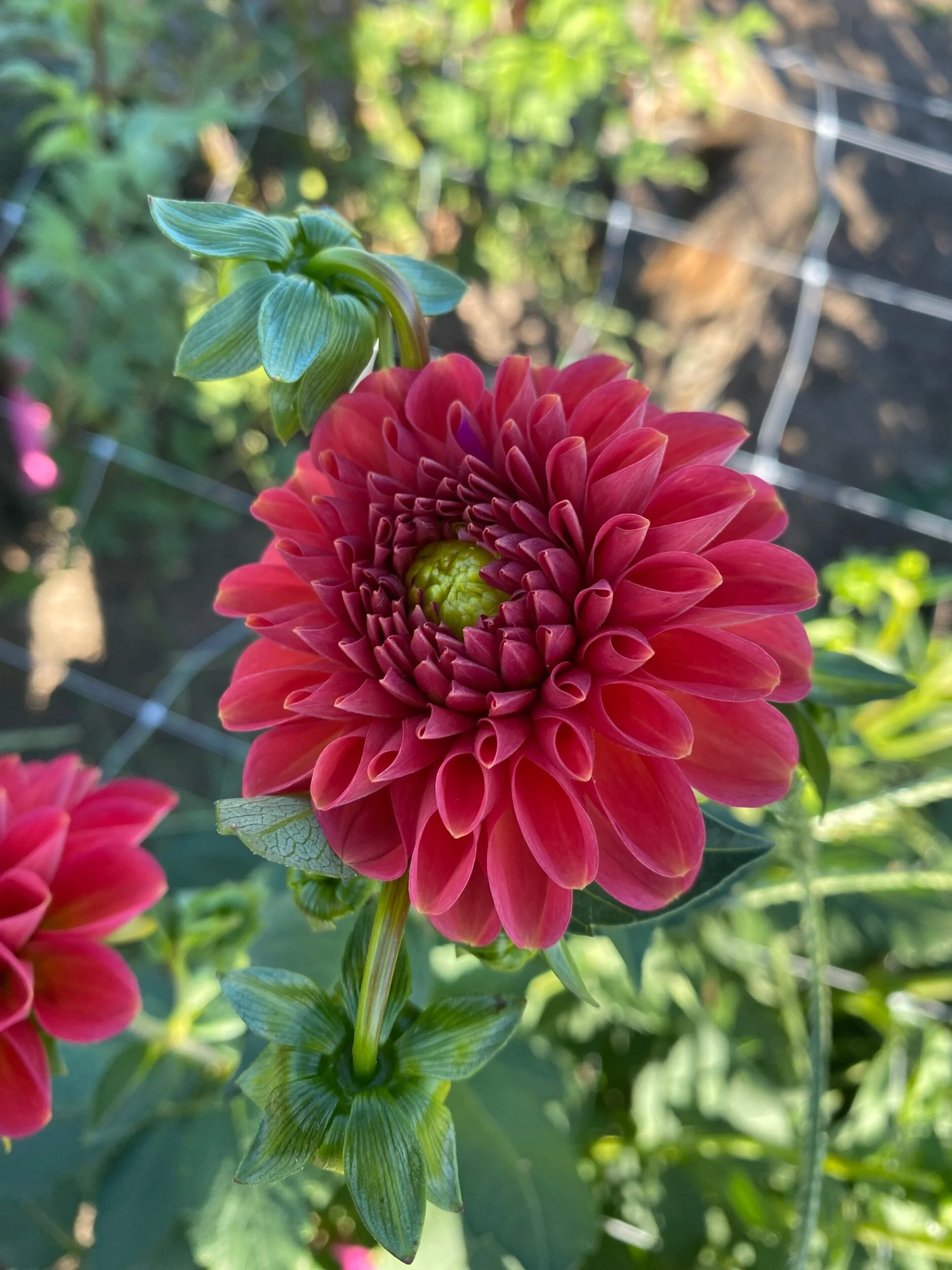 Scaur Swinton Dahlia Tuber — Hedgewood Farms