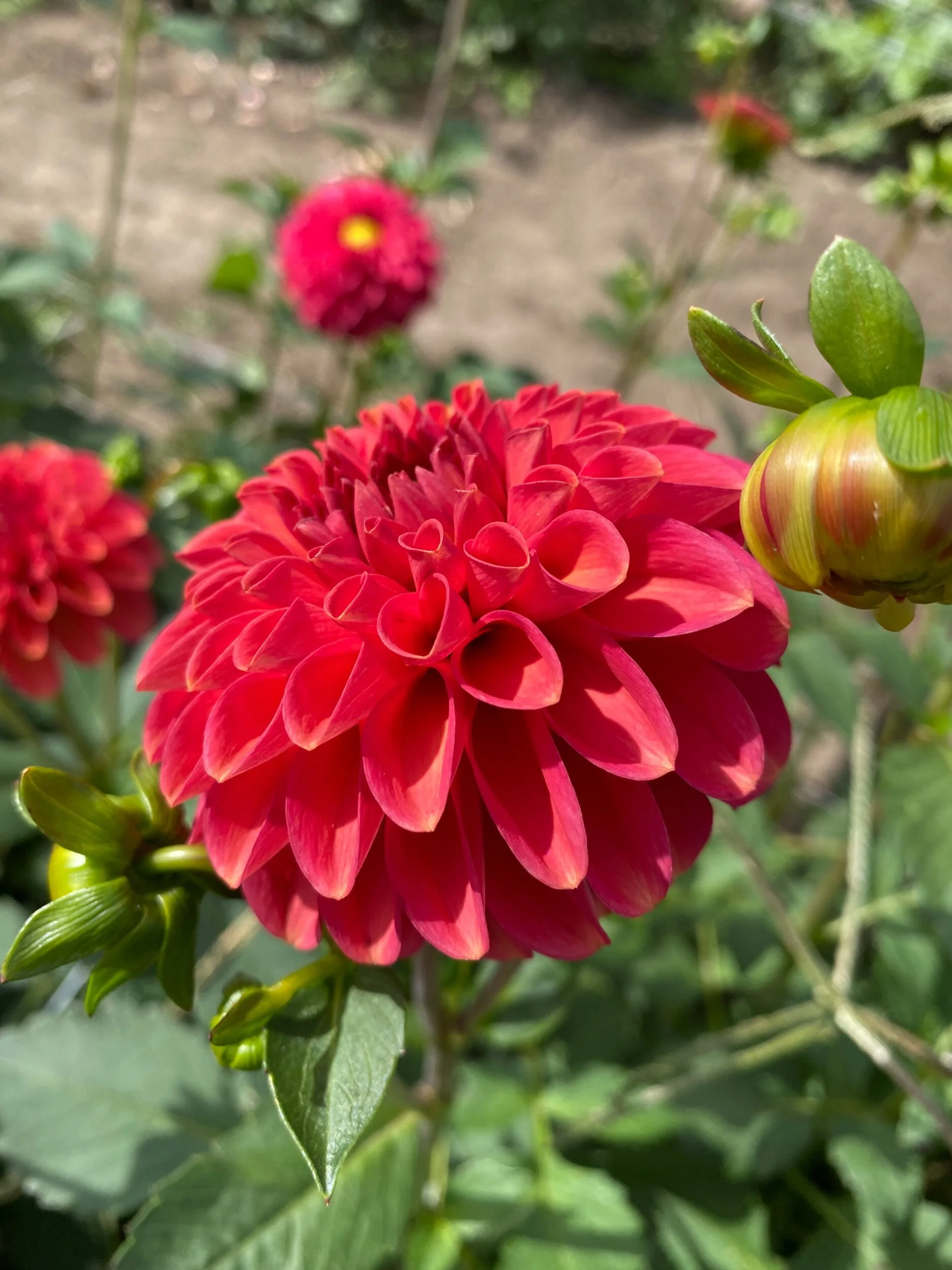 Scaur Swinton Dahlia Tuber — Hedgewood Farms