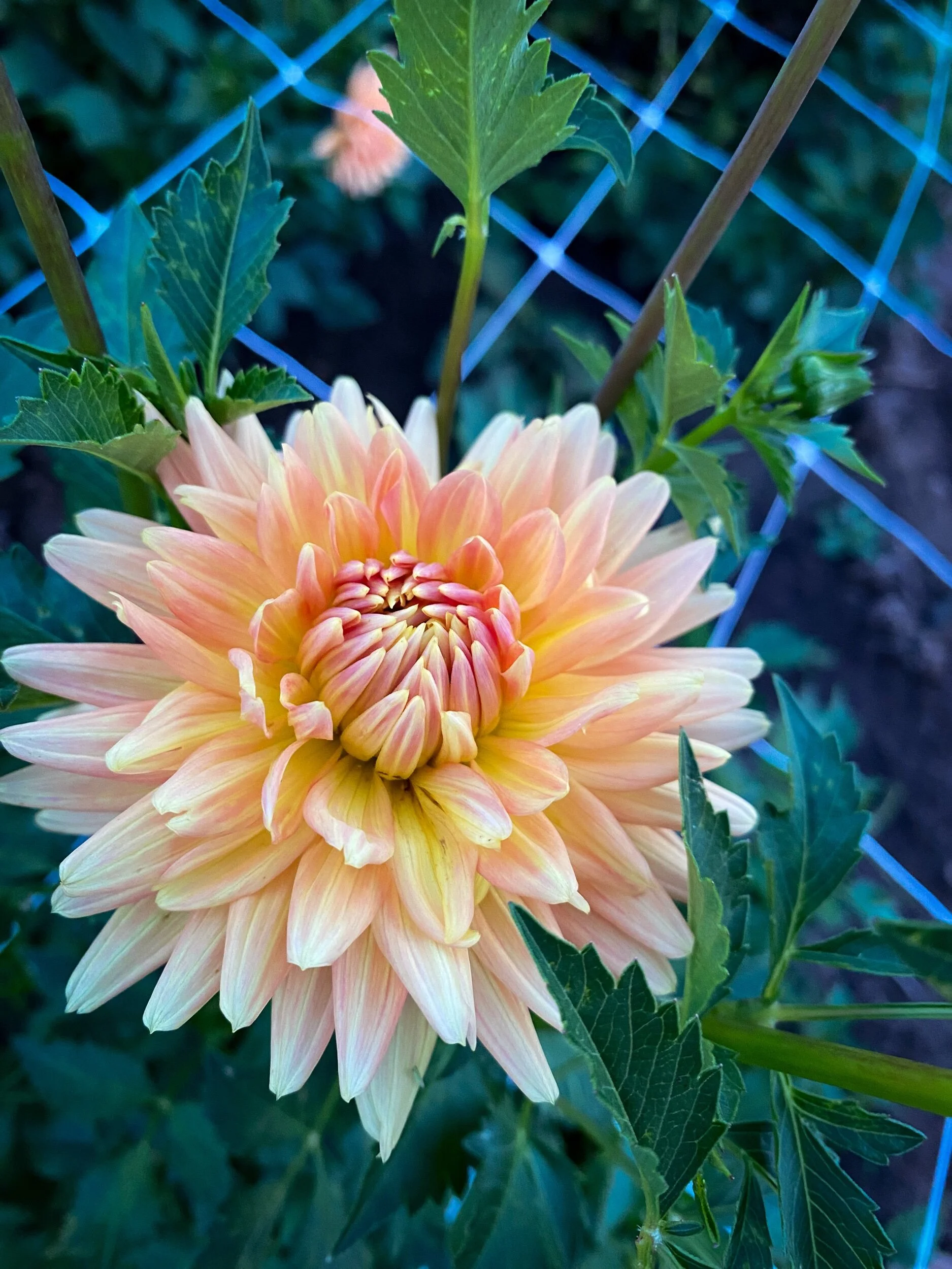 Scaur Swinton Dahlia Tuber — Hedgewood Farms