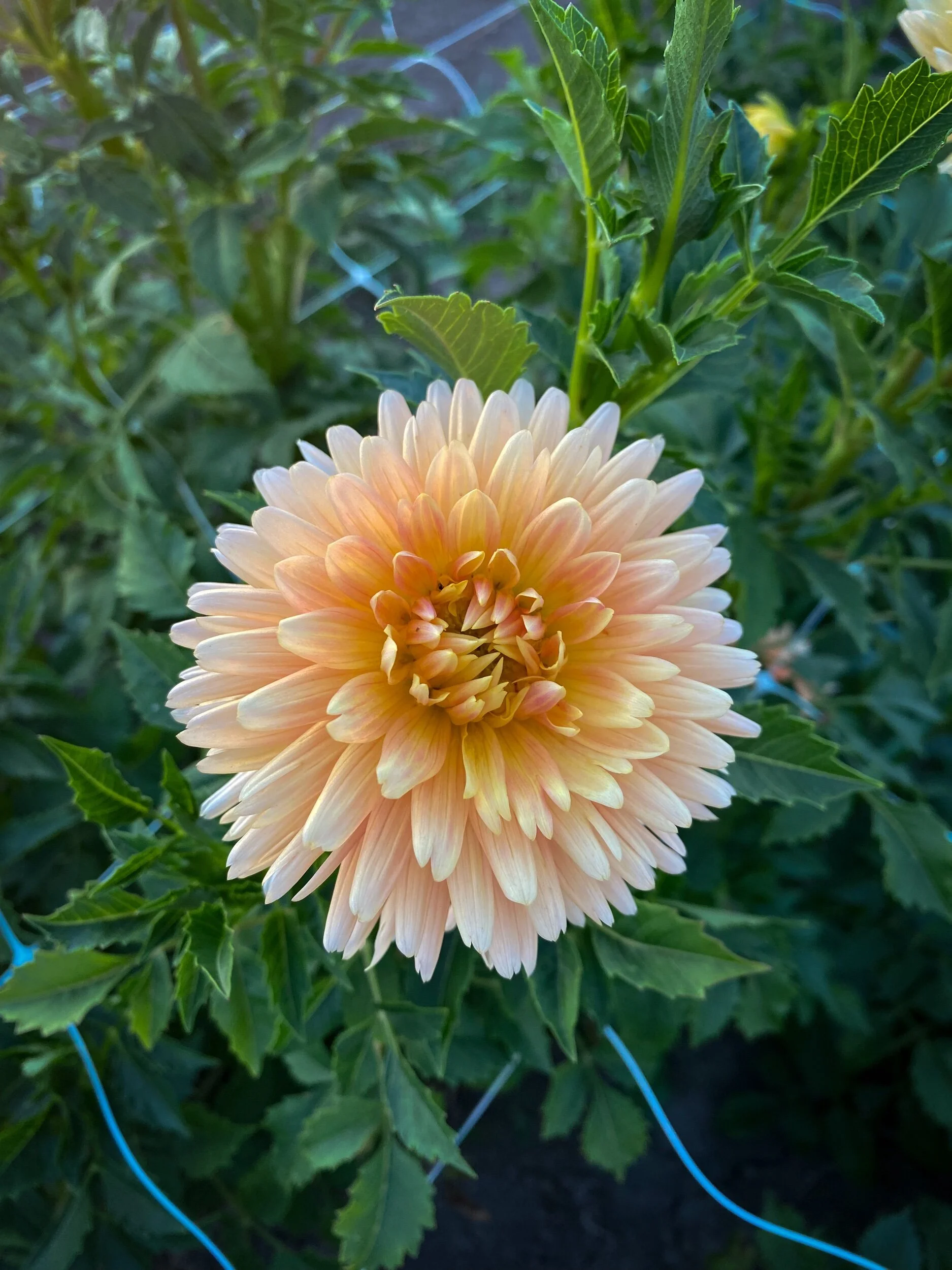 Scaur Swinton Dahlia Tuber — Hedgewood Farms