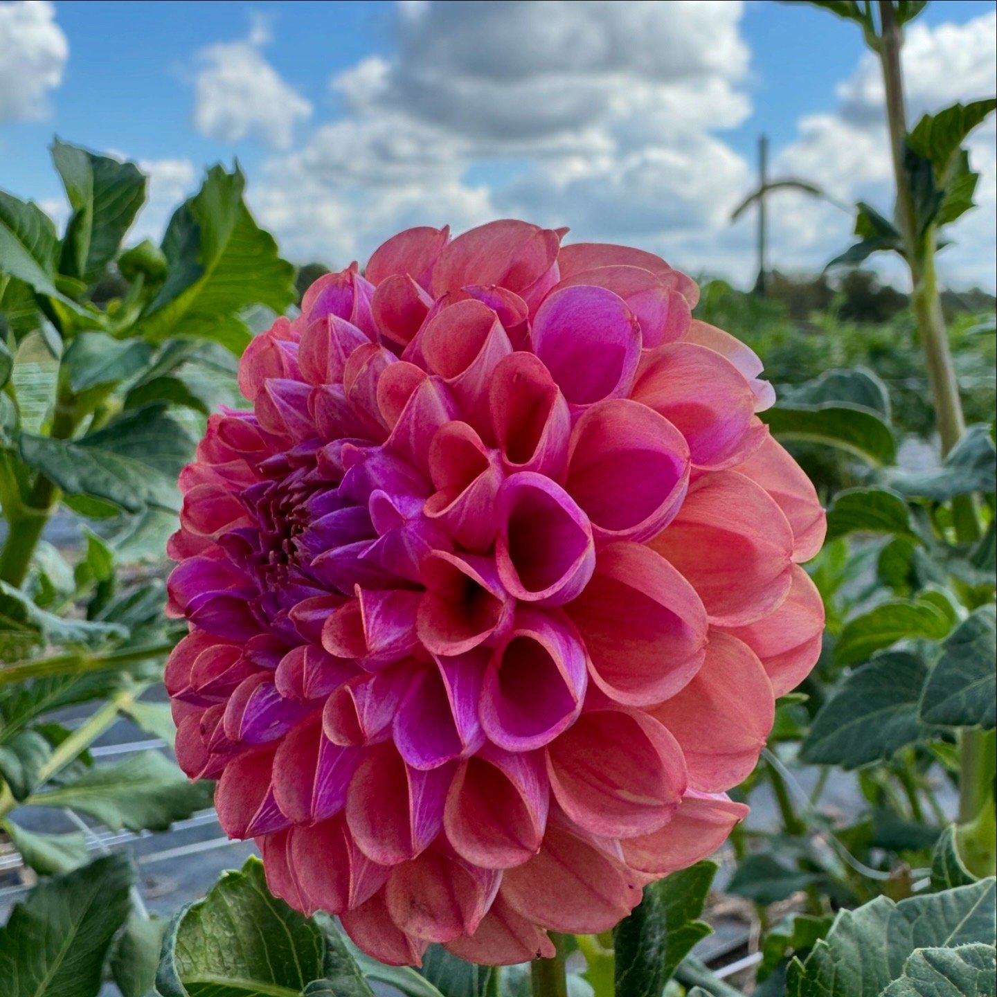 Barbarry Atlantean Dahlia Tuber — Hedgewood Farms