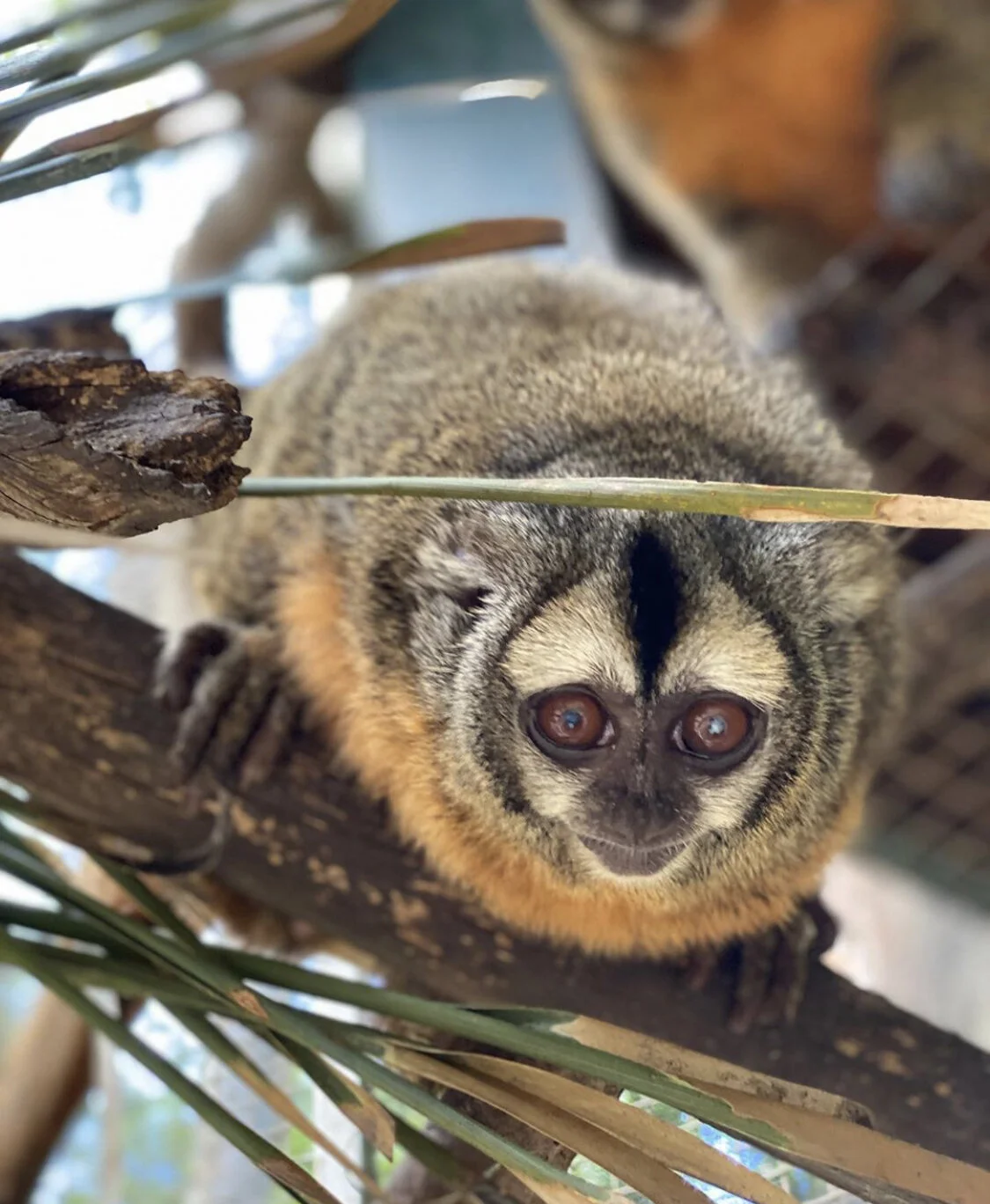 Vocal Communication — Positively Primates