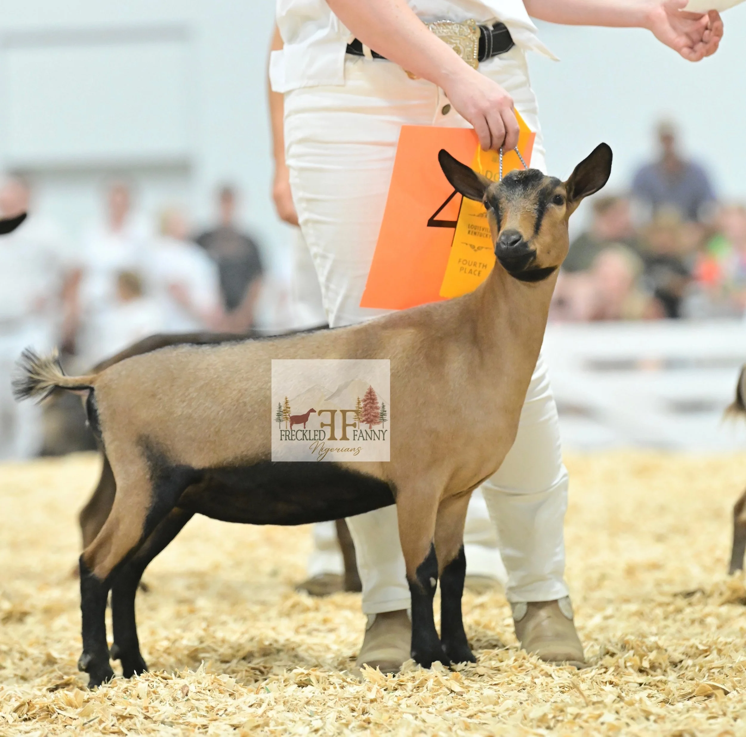 Freckled Fanny Nigerian Dwarf Goats