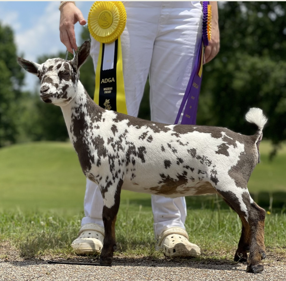 Freckled Fanny Nigerian Dwarf Goats