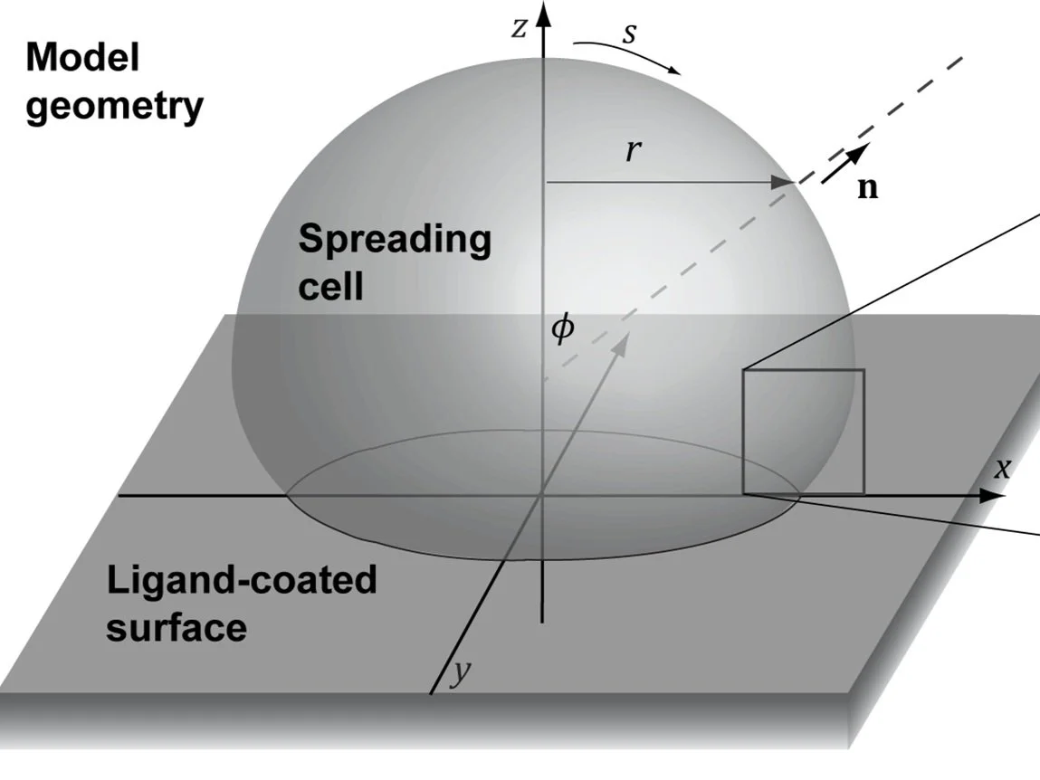Consider a spherical cow… — Emmet Francis