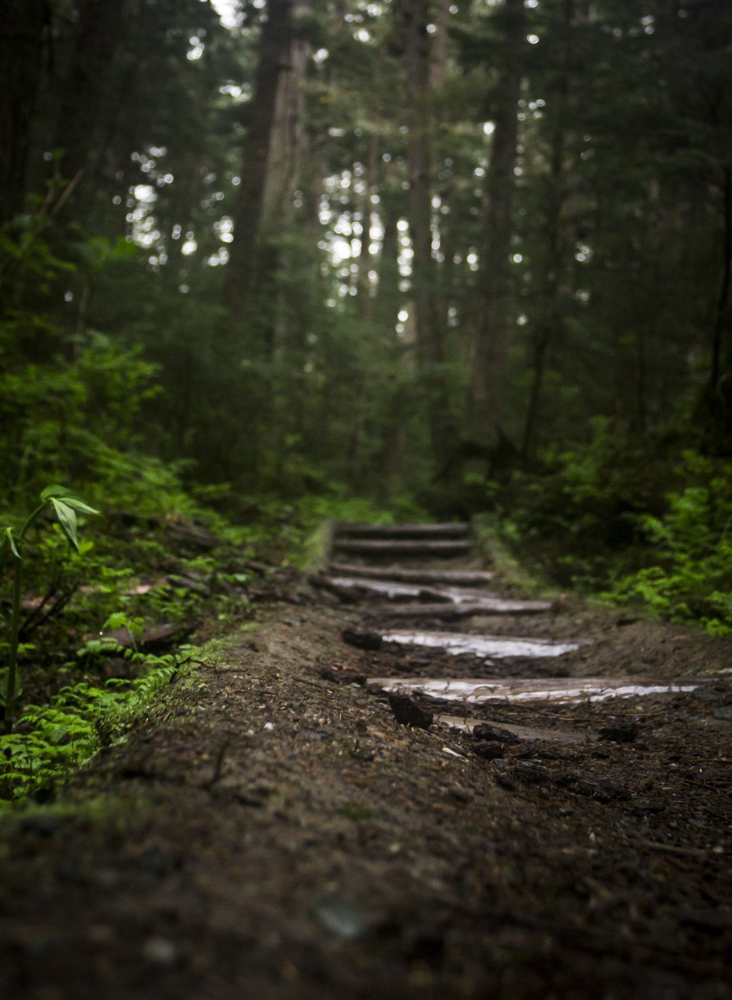 Journeys in Nature Forest Bathing