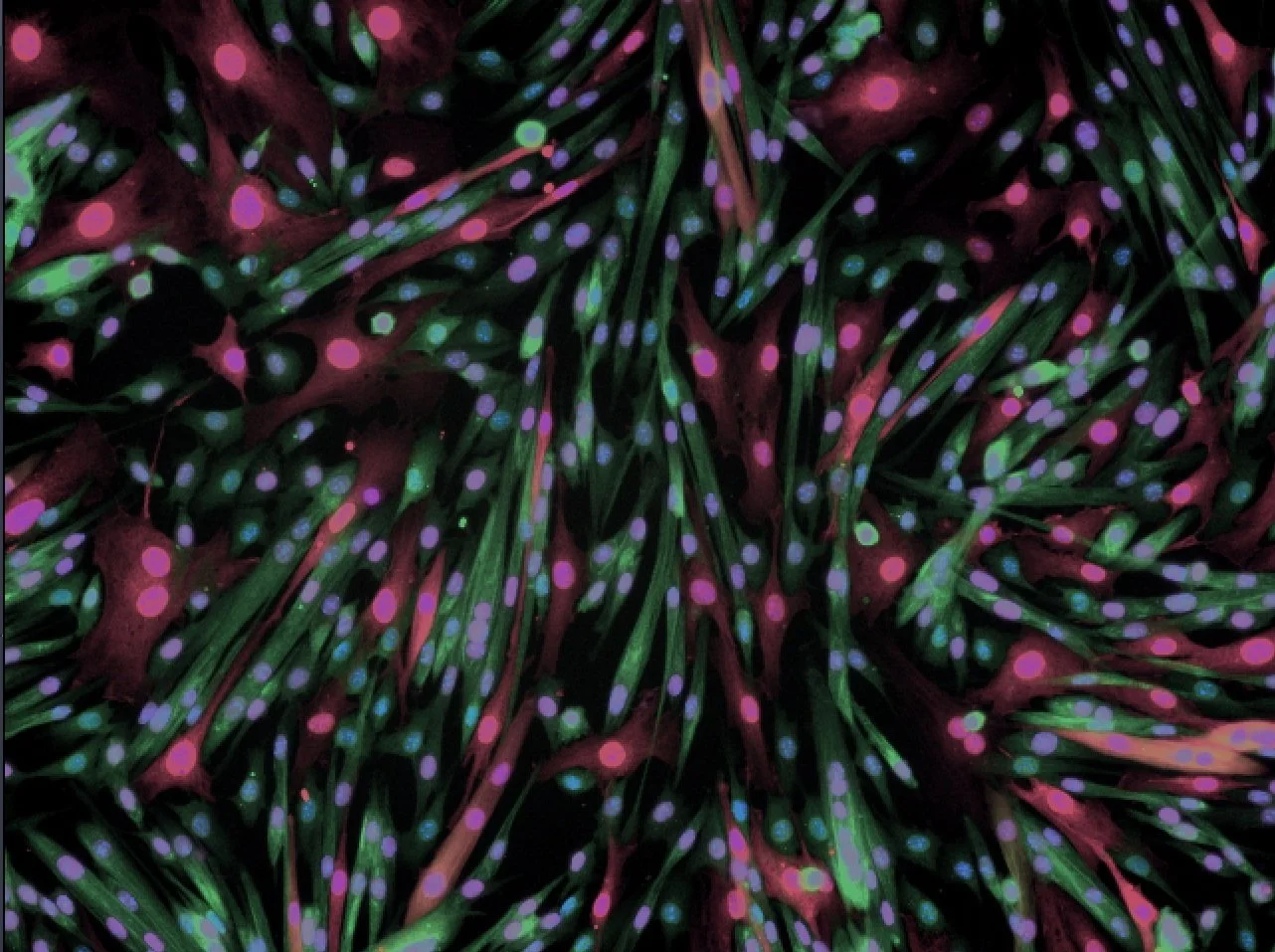 Wellik Lab