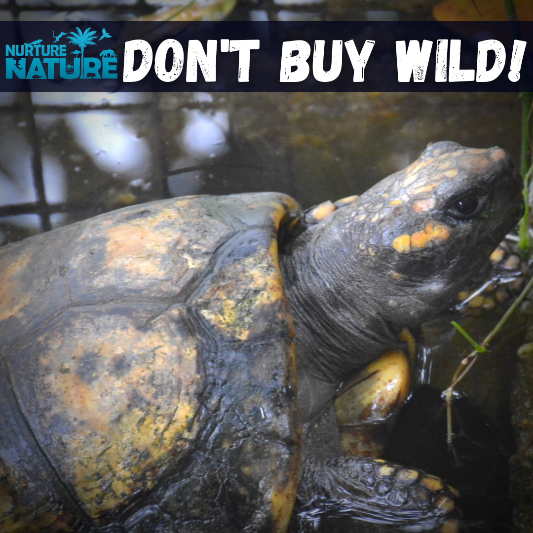 Trade Insights: Yellow-footed Tortoise — Nurture Nature Campaign