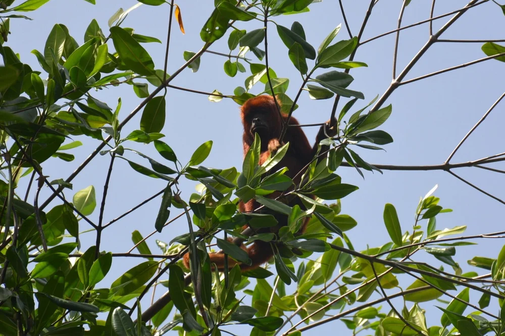 Trade Insights: Red Howler Monkey — Nurture Nature Campaign