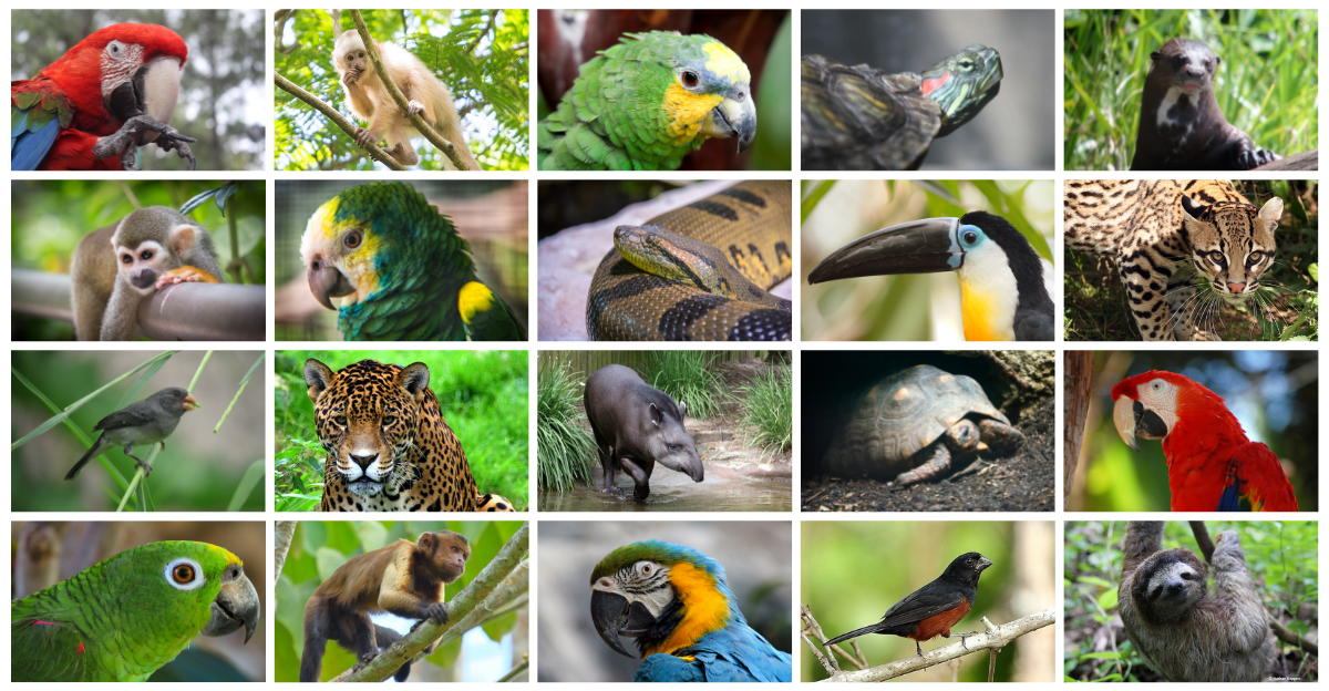 The Wild Truth About The Wildlife Trade - A Webinar for Vet Students ...