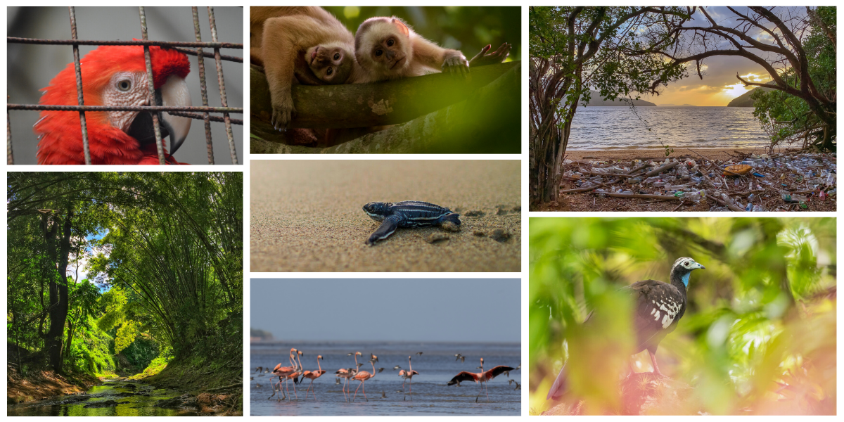 “Nurturing The Wild” Photography Competition - Virtual Awards Ceremony ...