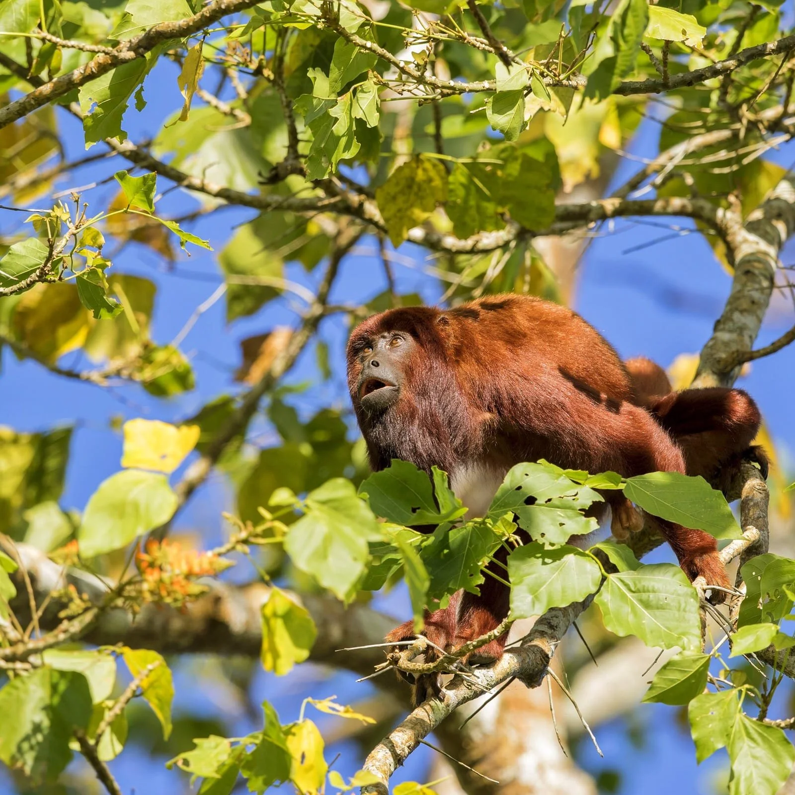 Trade Insights: Red Howler Monkey — Nurture Nature Campaign