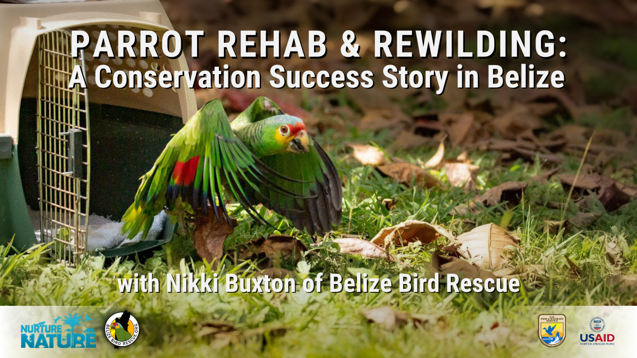 Parrot Rehab & Rewilding - A Conservation Success Story in Belize ...