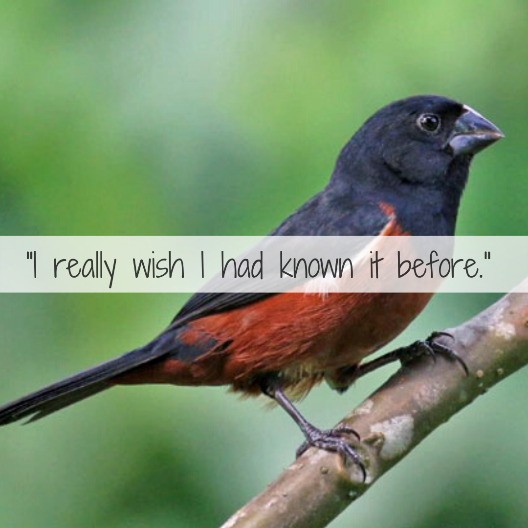 Trade Insights: Bullfinch — Nurture Nature Campaign