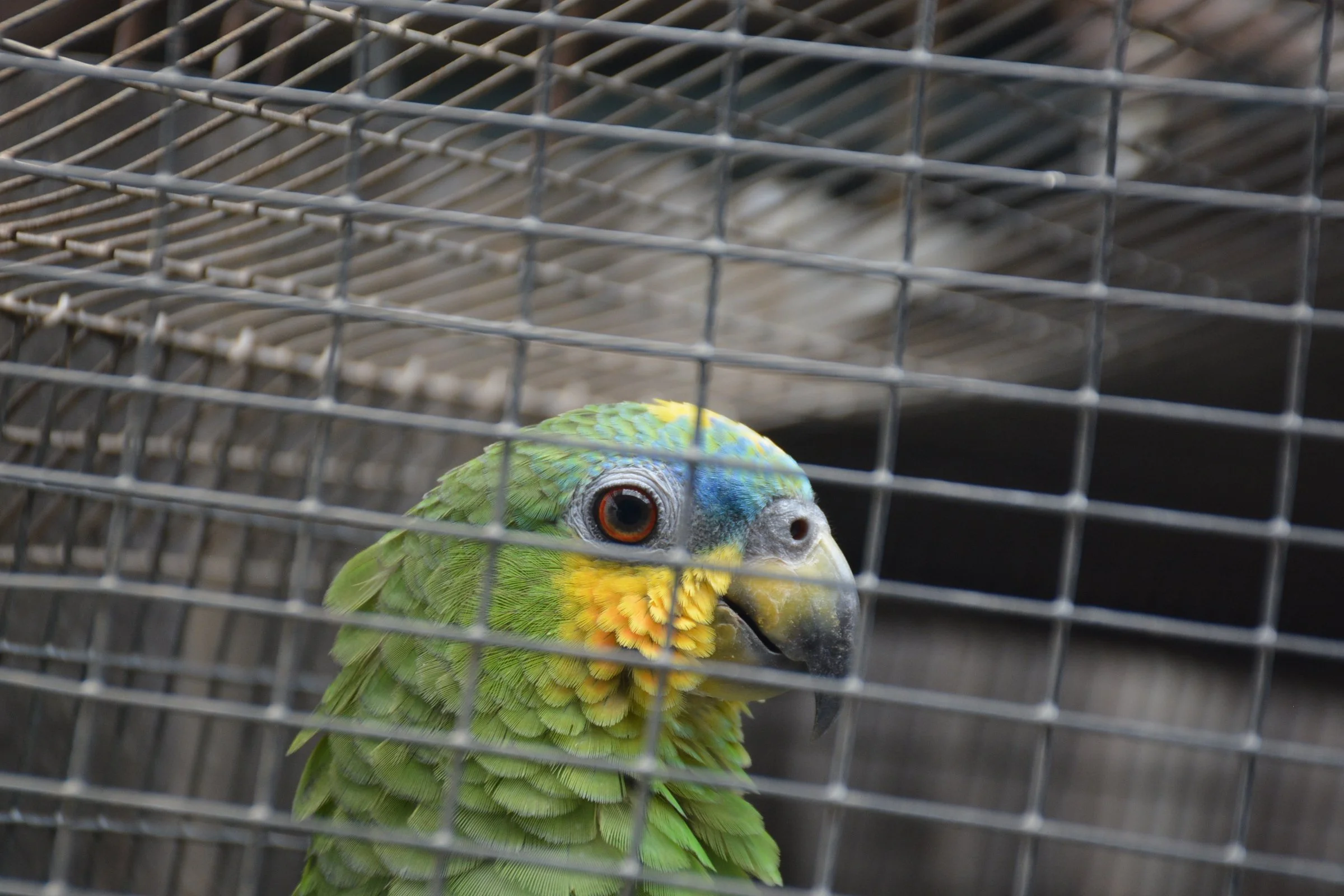 Help Guides for At-Risk Animals — Nurture Nature Campaign