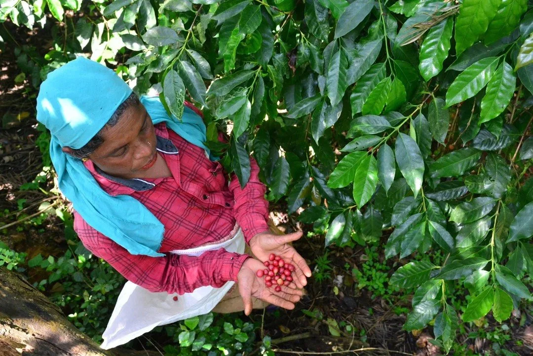 Introducing 2 fantastic Indian coffees | Peacocks Coffee